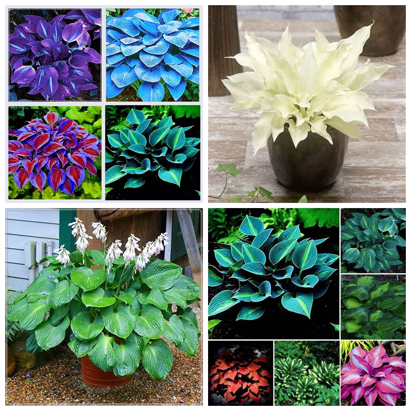 Colossal Blue Hosta, Hardy Outdoor Garden Shade Perennial, Live ...