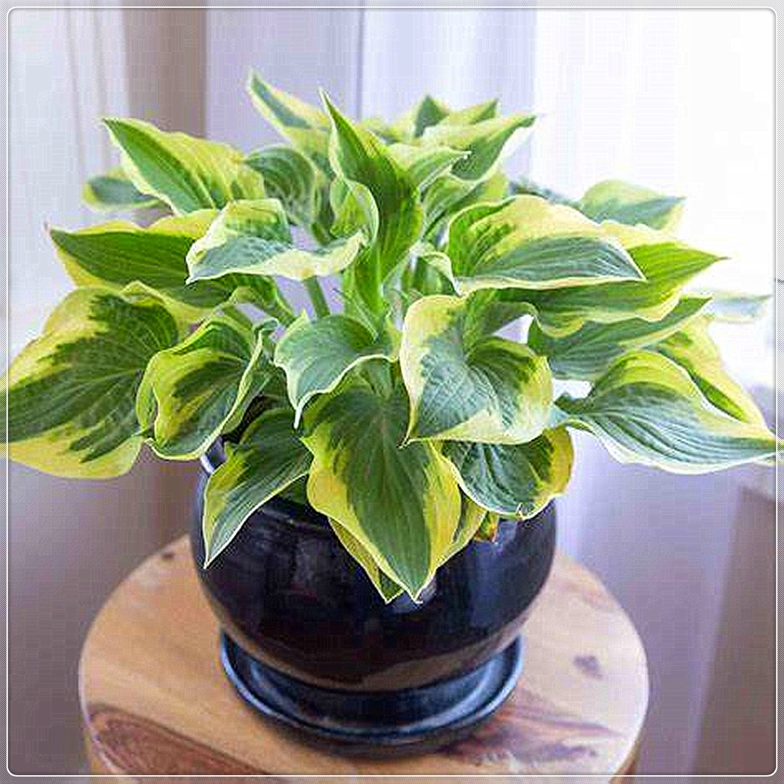 Hosta Bulbs, Ground Cover Plants, Potted Plants, Four Seasons, Garden ...