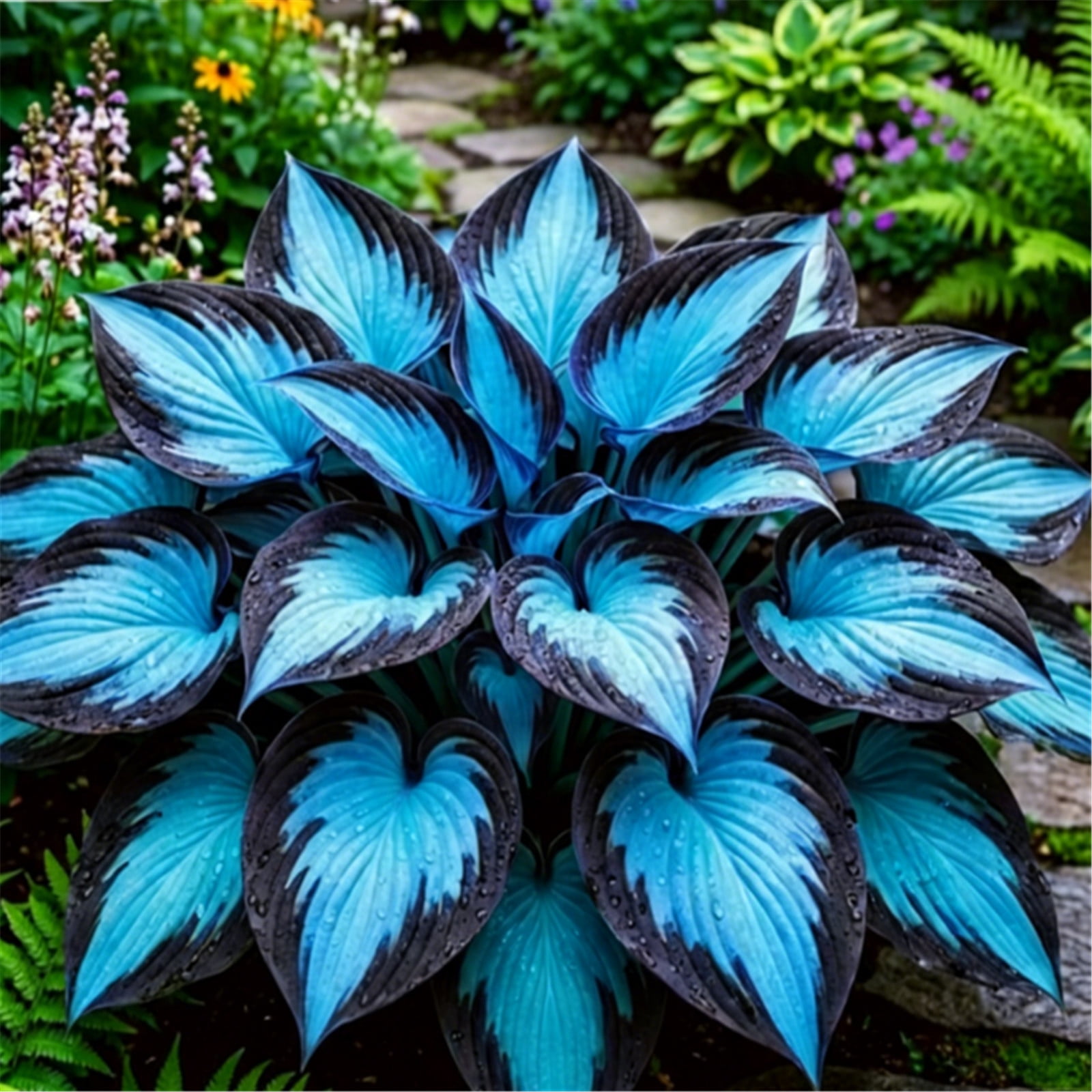 Hosta Bulbs Hosta Collection Bulbs Ornamental Hard-Simple planting ...