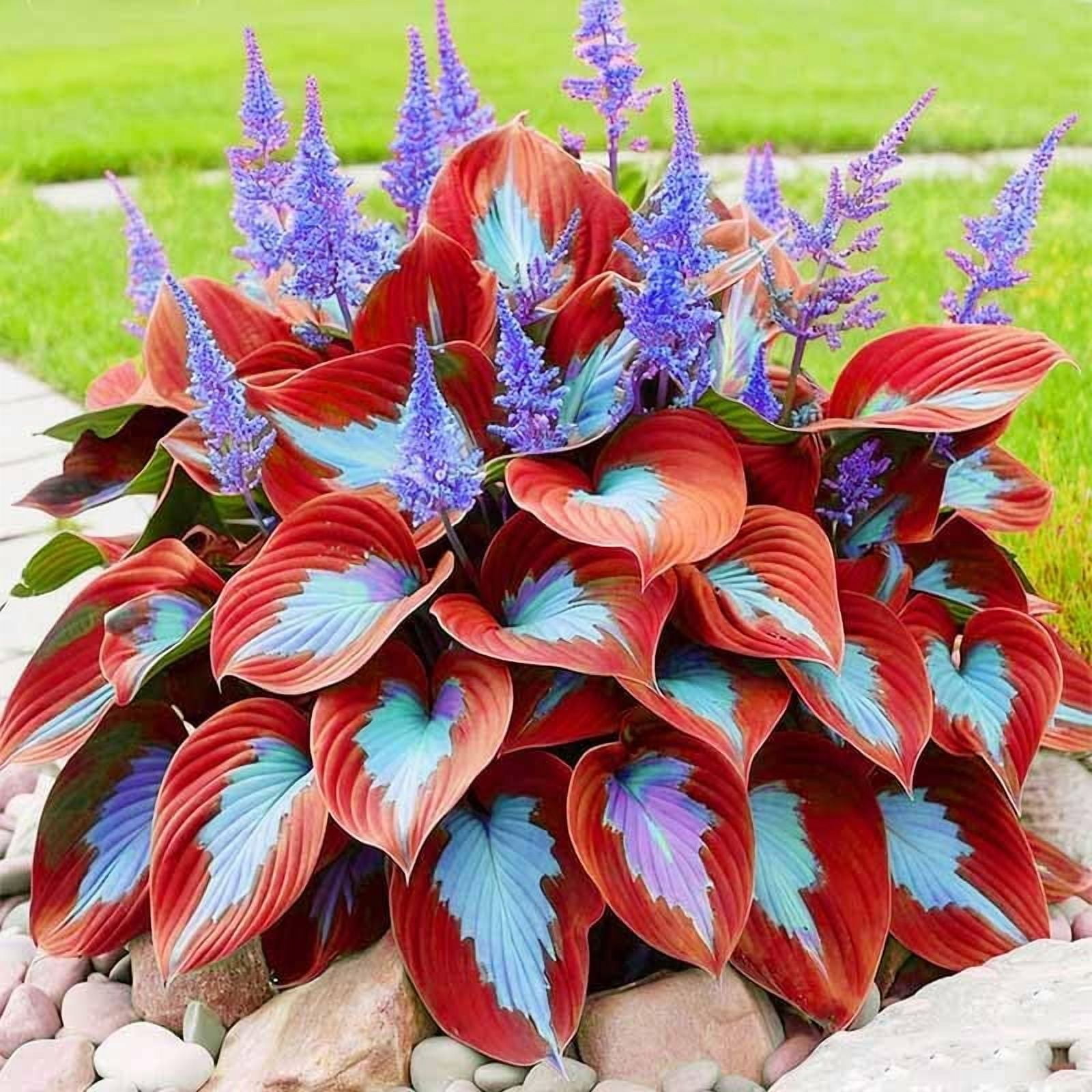 Hosta Bulbs Hosta Planting Bulbs Ornamental Hard-Simple planting ...