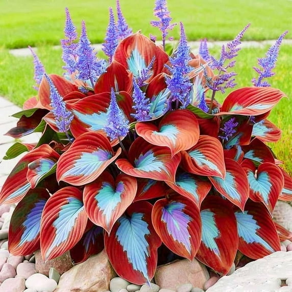 Hosta Bulbs Hosta Planting Bulbs Ornamental Hard-Simple planting ...