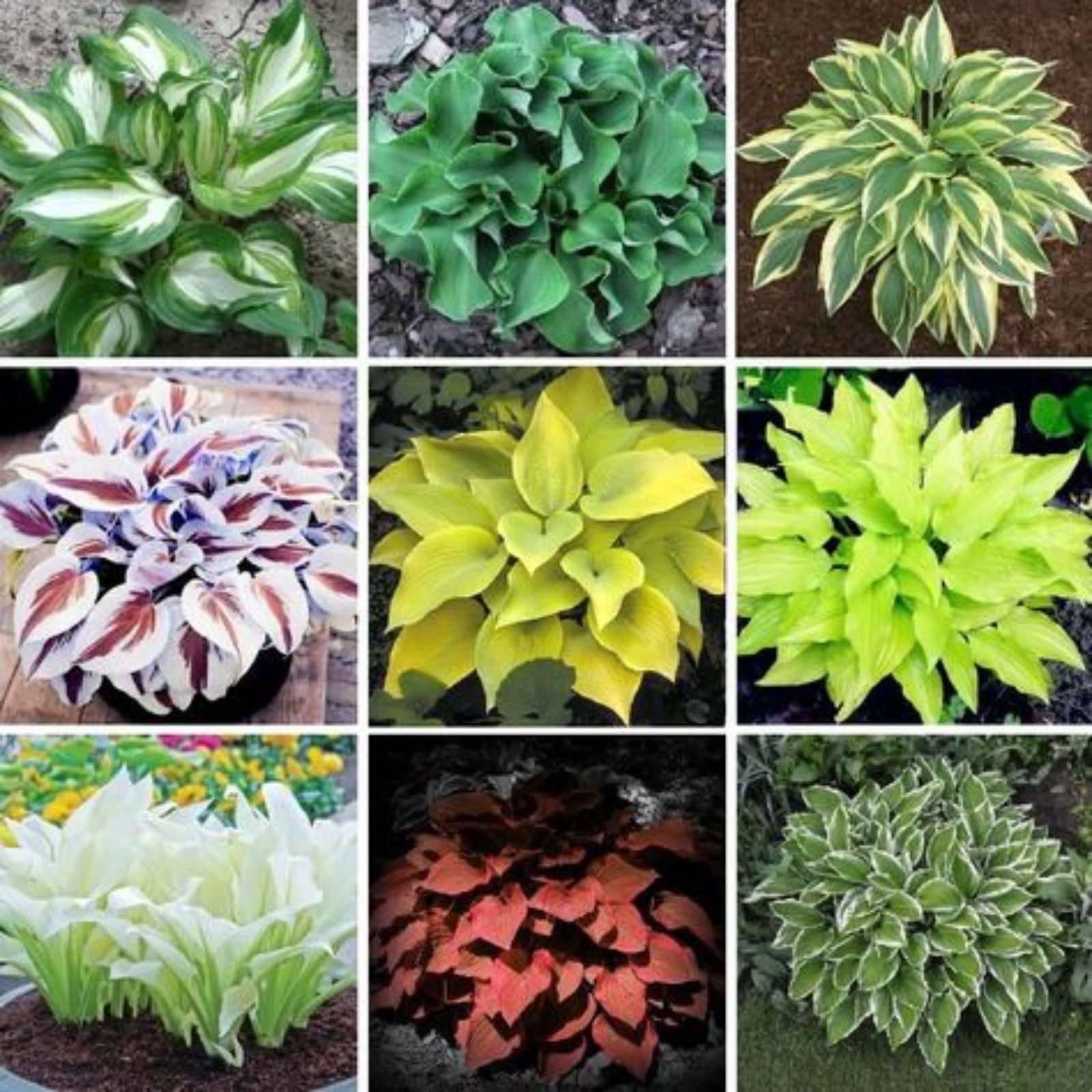 Hosta Bulbs,Hosta Plants Bulbs For Planting Perennial,Hosta Plants ...