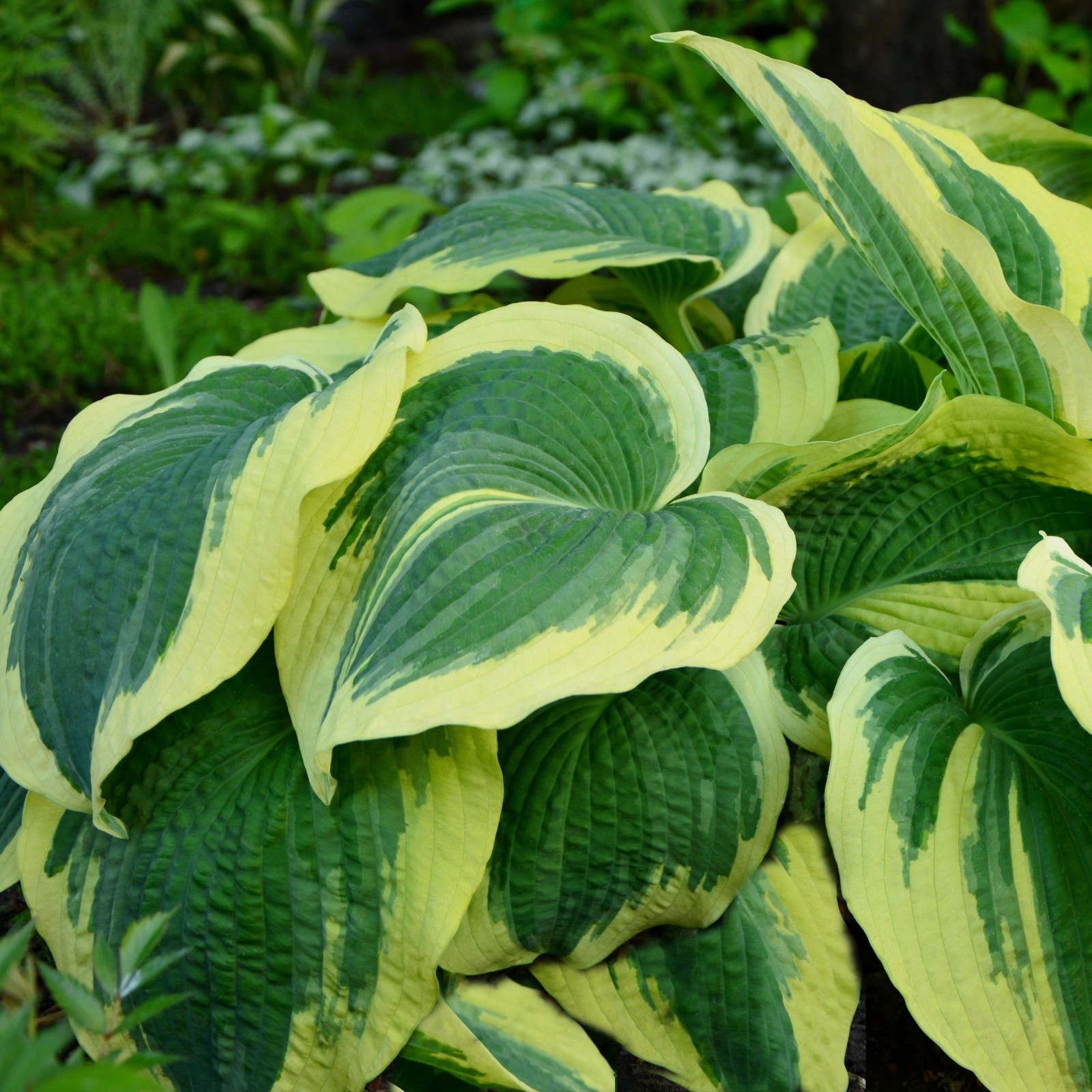 Hosta Bulbs Hosta Is A Low Maintenance Plant Hosta Has Lush Foliage ...