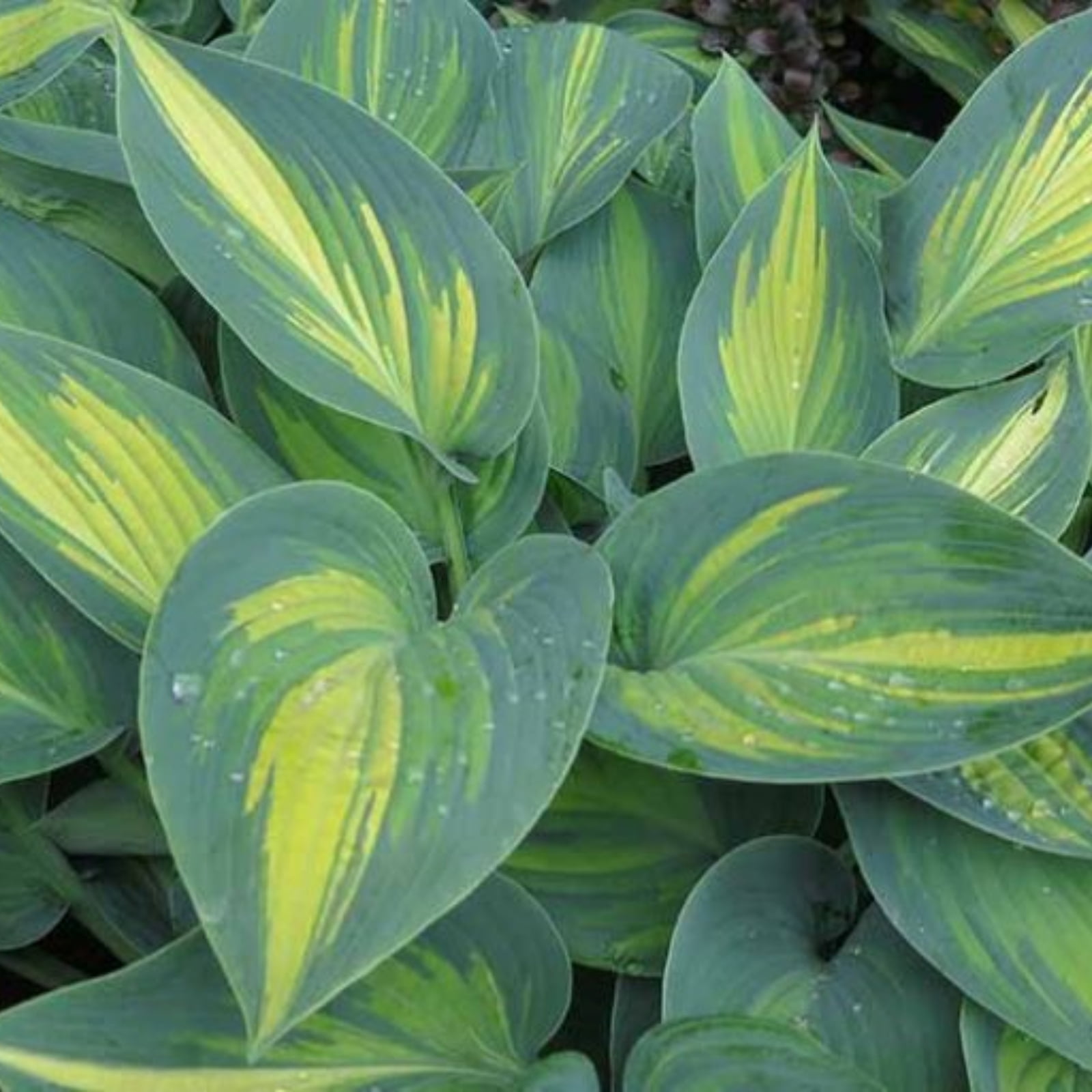 Hosta Bulbs Hosta Is A Low Maintenance Plant Hosta Is Used For Home ...
