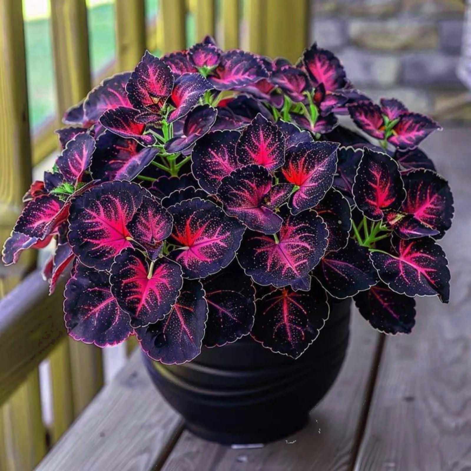 Hosta Bulbs Planting Bulbs Ornamental Garden Hard-Resistant Seedless ...