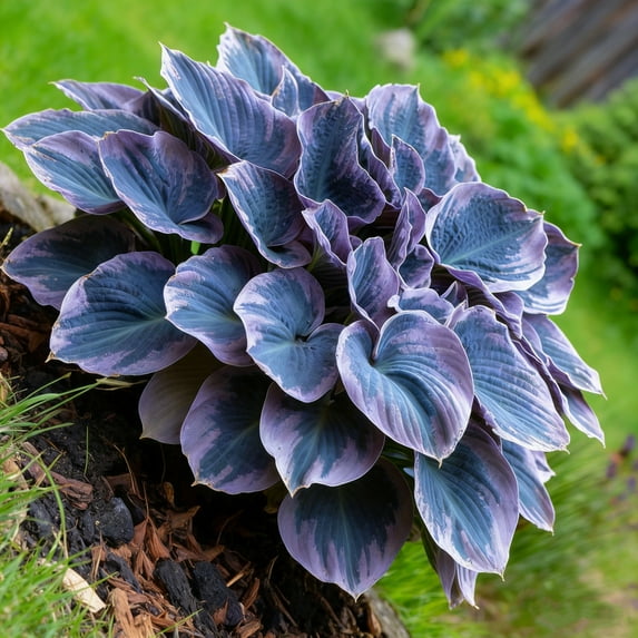 Hosta Bulbs Planting Bulbs Ornamental Hard-Artificial Herbs Home ...