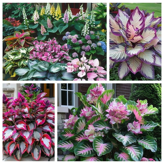 Hosta-Bulbs For Planting - Garden - Bulk-Elegance Decoration - Bloom ...