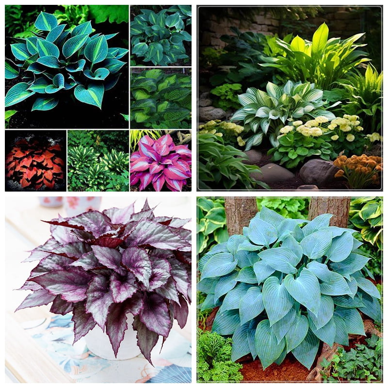 Hosta Bulbs, Rare Hosta, Cold And Shade Tolerant, Ground Cover,Potted ...