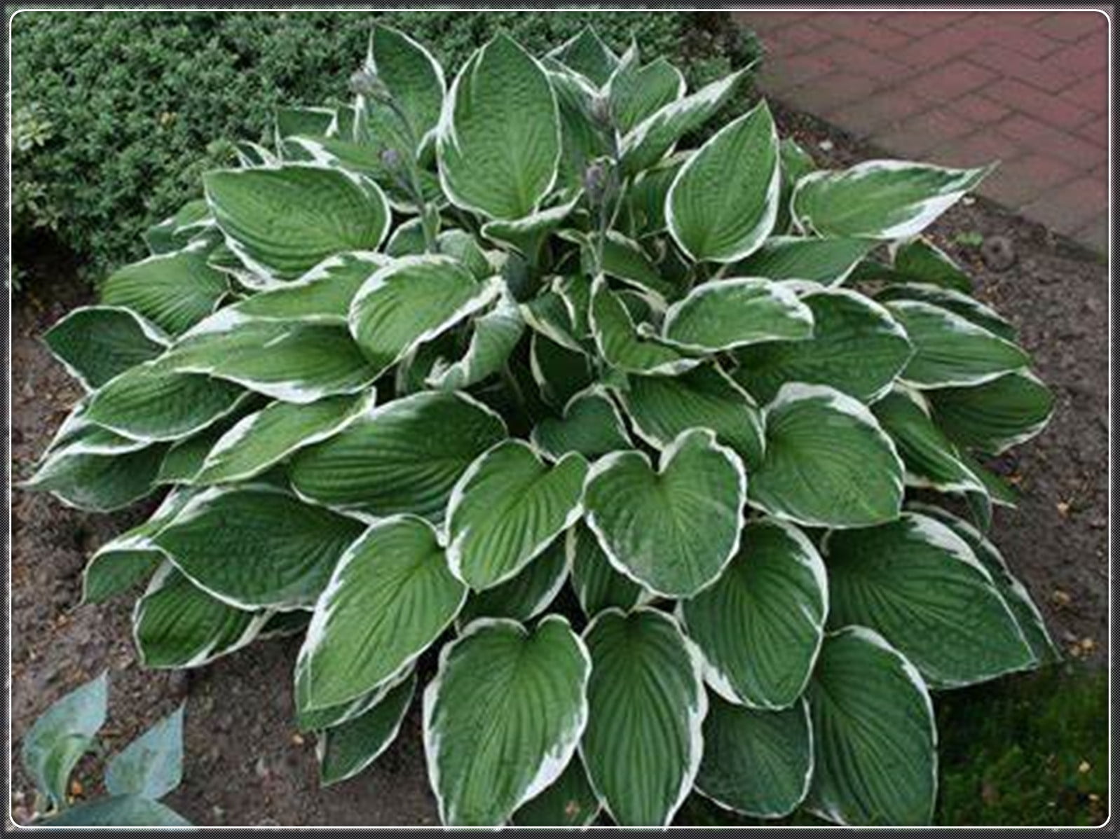 Hosta Bulbs Rare Hosta Cold And Shade Tolerant Ground Coverpotted Planthostas Rhizomes