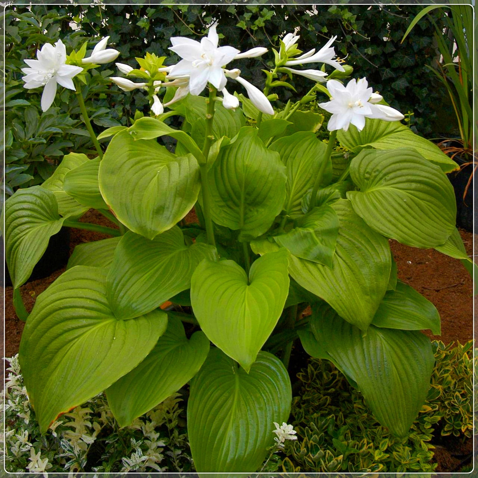 Hosta Bulbs, Rare Hosta, Cold And Shade Tolerant, Ground Cover,Potted ...