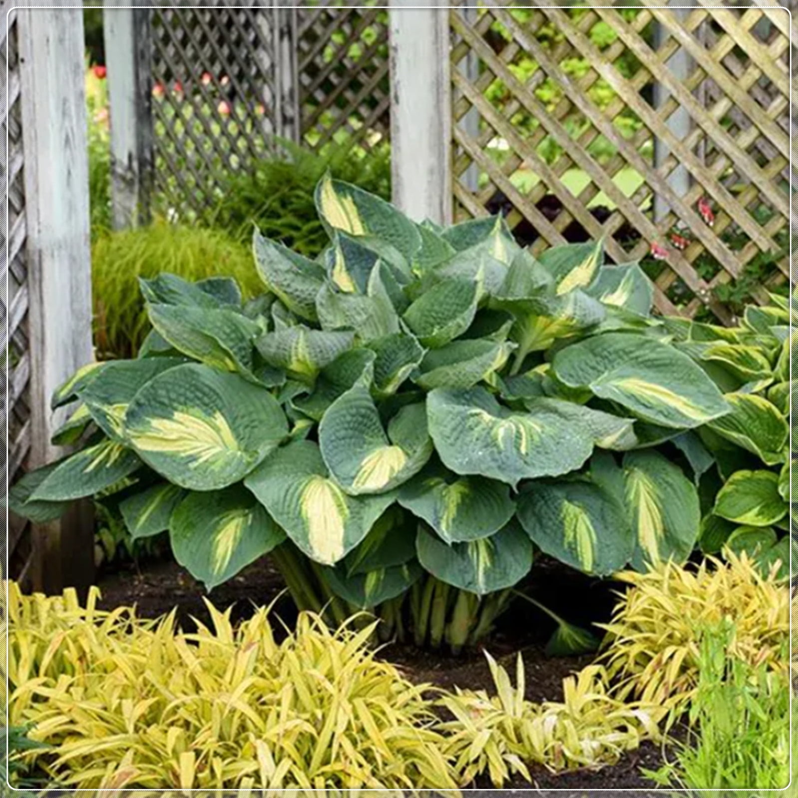 Hosta Bulbs, Rare Hosta, Cold And Shade Tolerant, Perennial Plants ...