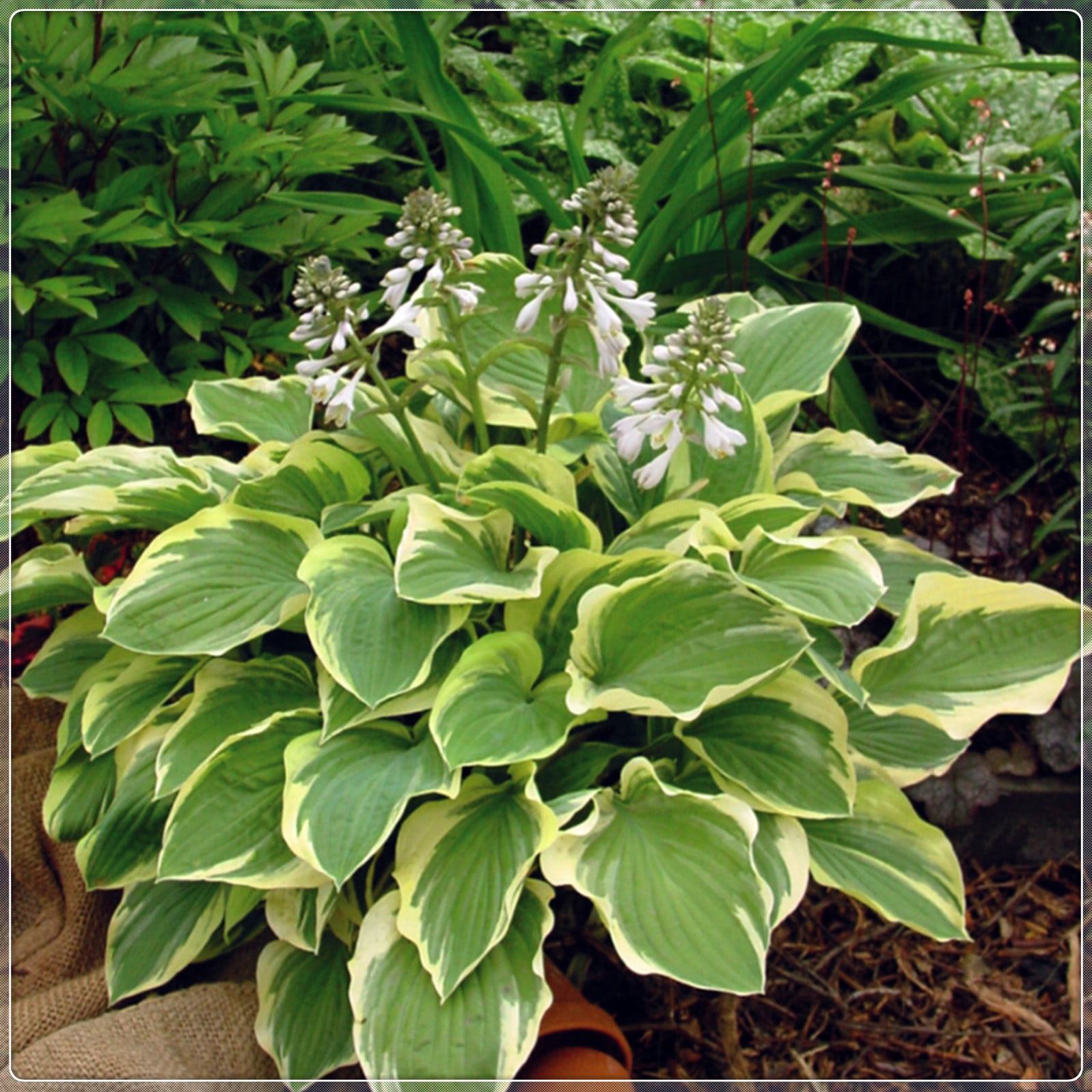 Hosta Bulbs, Rare Hosta, Cold And Shade Tolerant, Perennial Plants ...