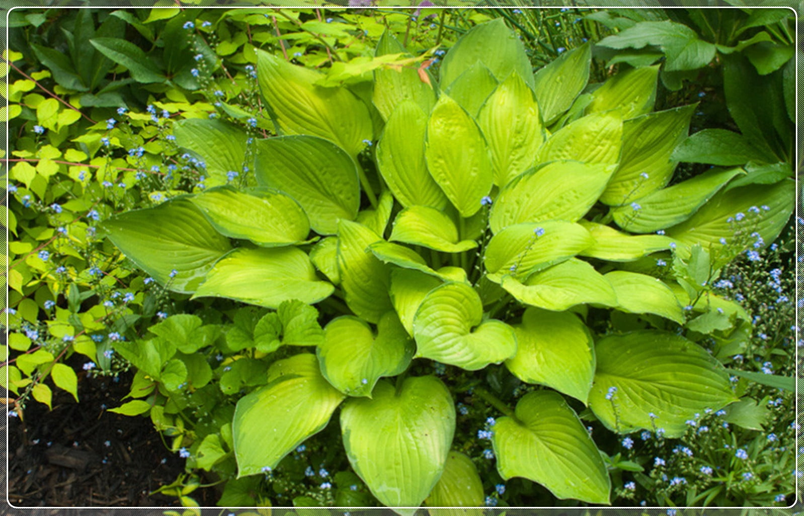 Hosta Bulbs, Rare Hosta, Cold And Shade Tolerant, Potted Plants ...