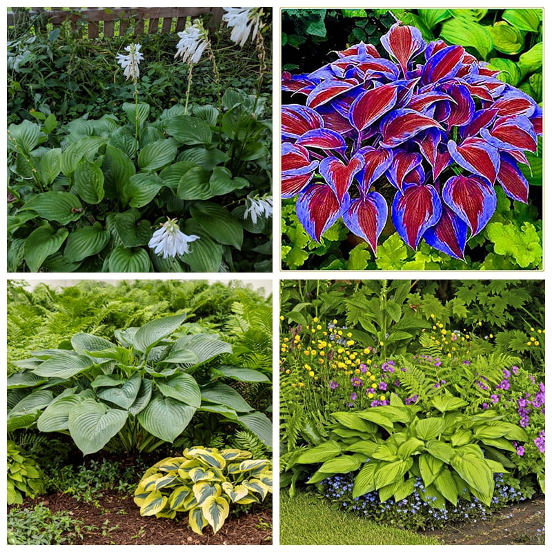 Hosta Bulbs, Rare Hosta, Cold And Shade Tolerant, Potted Plants ...