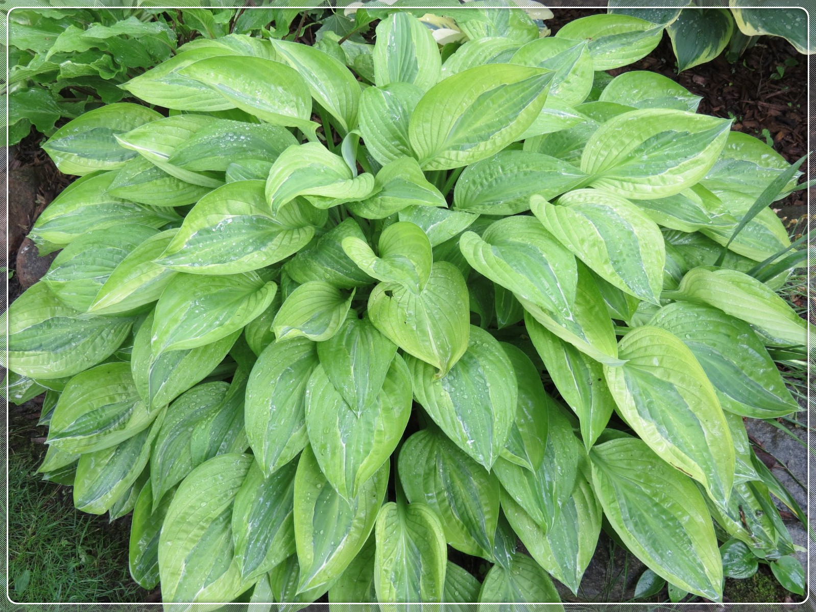 Hosta Bulbs, Rare Hosta,Ground Cover Cold And Shade Tolerant, Potted ...
