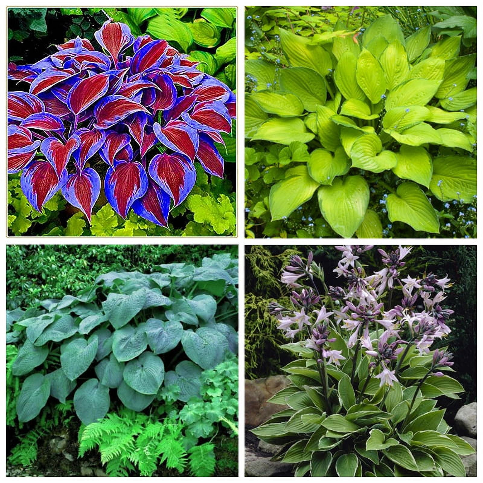 Hosta Bulbs, Rare Hosta, Ground Cover Plants, Potted Plants, Hostas ...