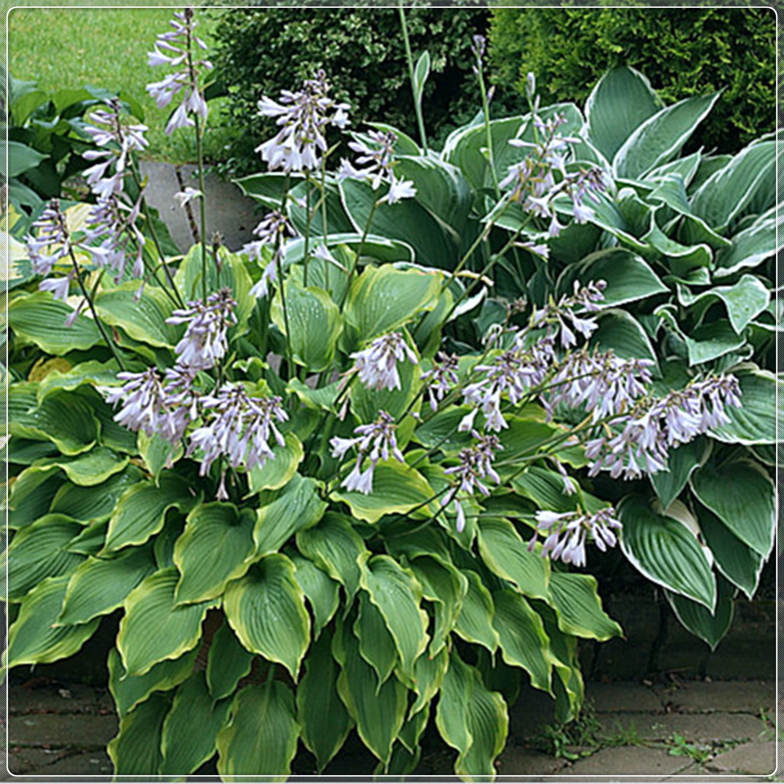 Hosta Bulbs, Rare Hosta, Ground Cover Plants, Potted Plants, Hostas ...