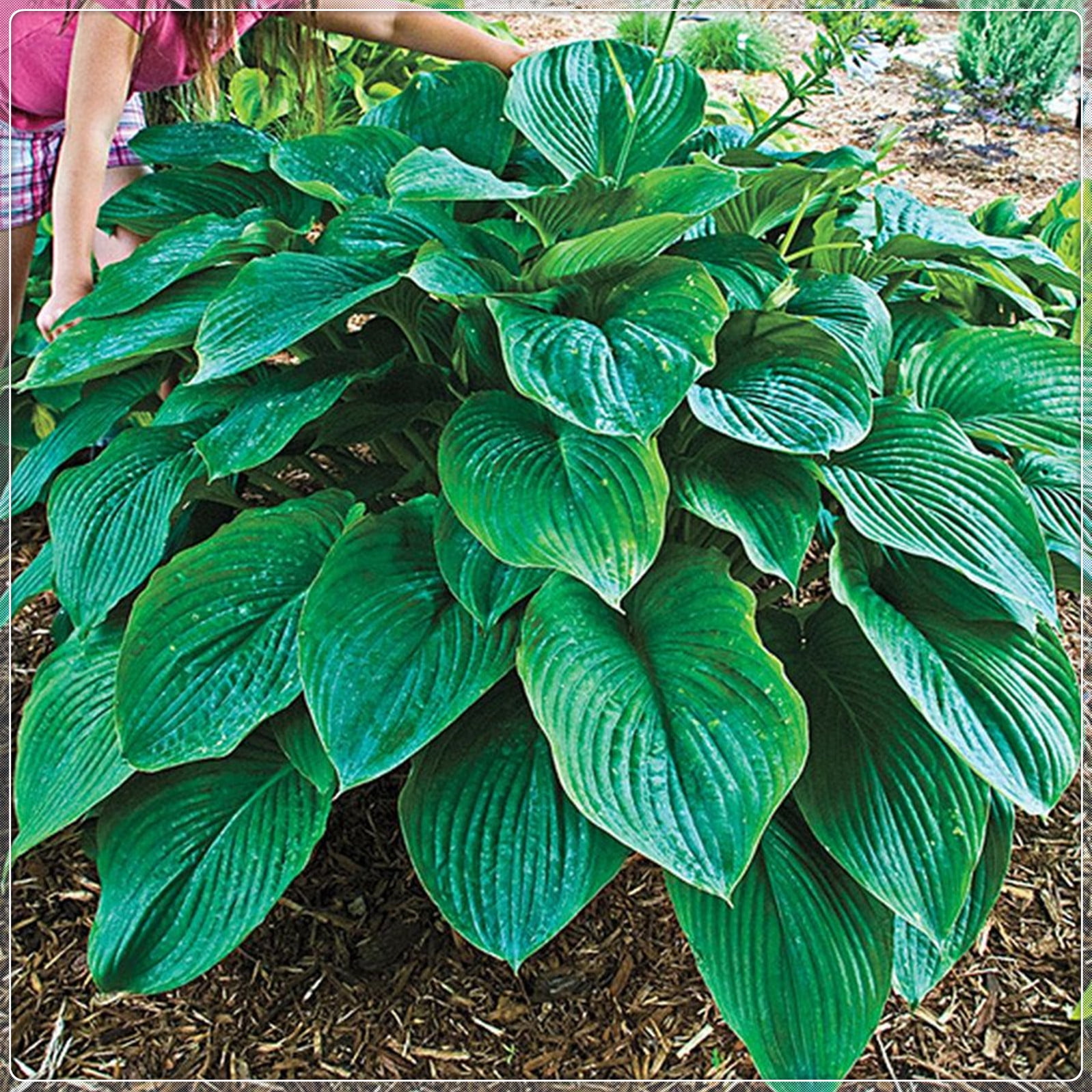 Hosta Bulbs, Rare Hosta, Ground Cover Plants, Potted Plants, Hostas ...