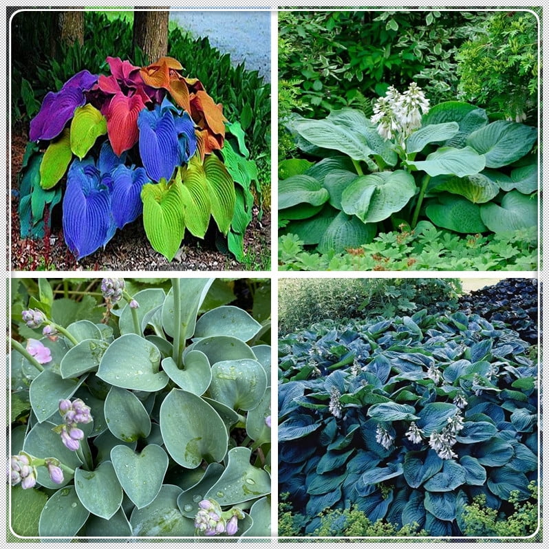Hosta Bulbs, Rare Hosta, Ground Cover Plants, Potted Plants, Hostas ...