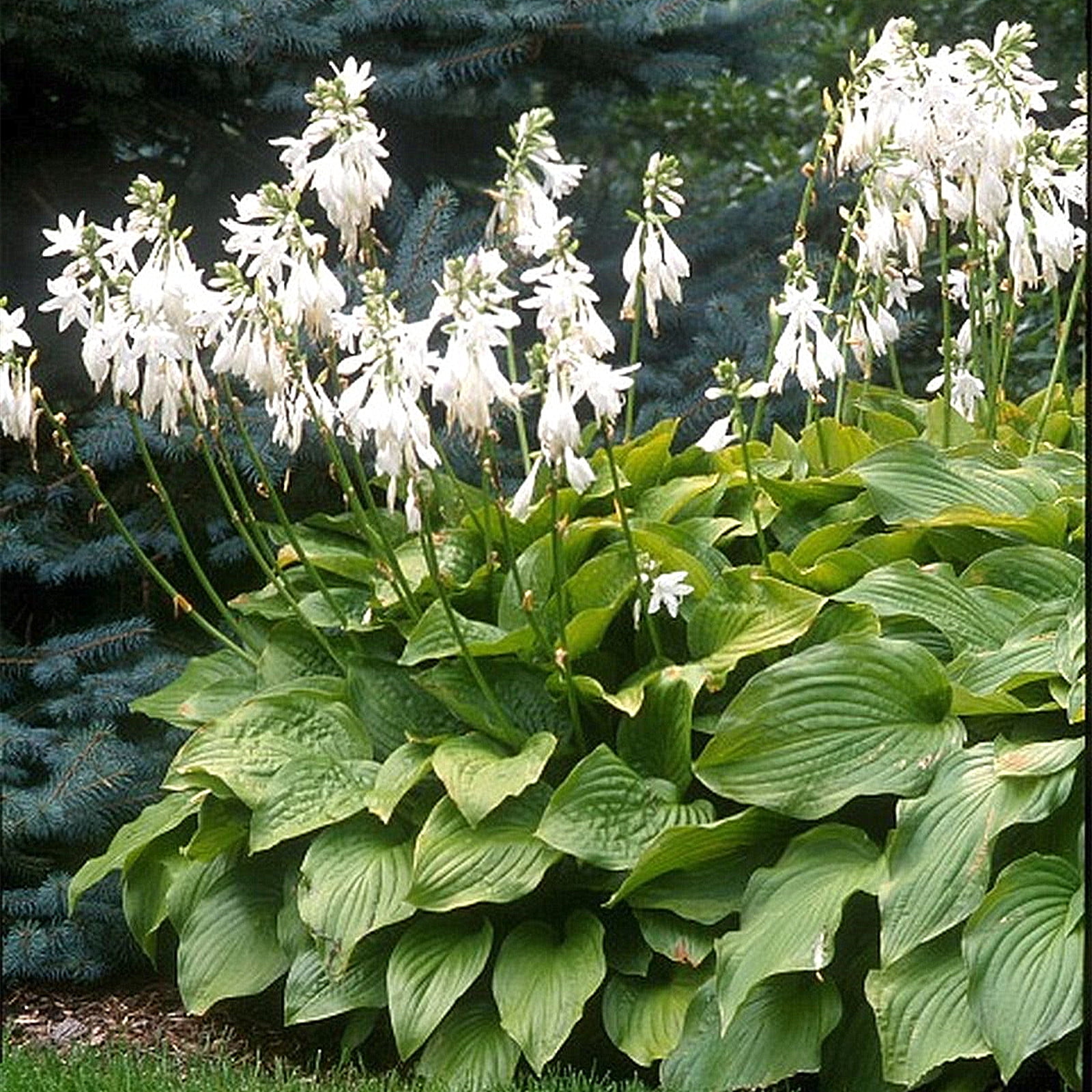 Hosta Bulbs, Rare Hosta, Potted Plant, Outdoor Plants,Aquatic Plants ...