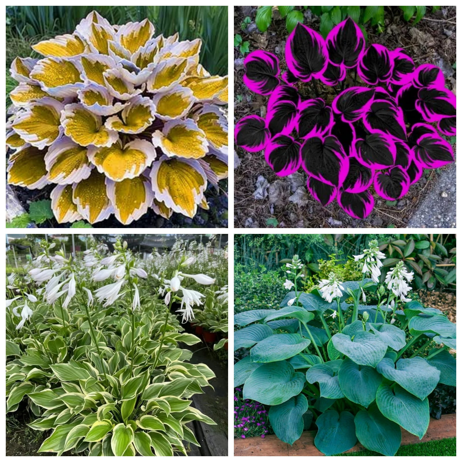 Hosta-Bulbs-for-Planting Perennial- Style Garden Stake for Outdoor ...