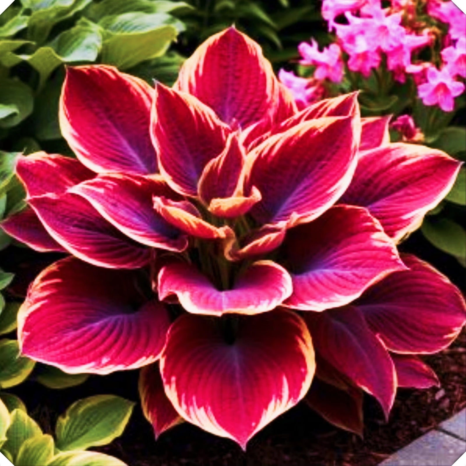 Hosta-Bulbs-for-Planting - Style Garden Stake for Outdoor Decoration ...