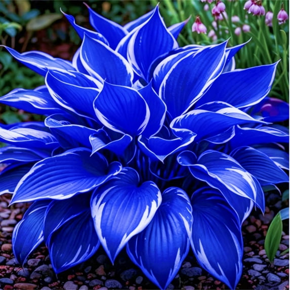 Hosta-Bulbs-for Planting US- Patio Elegance Decor - Premium Garden ...