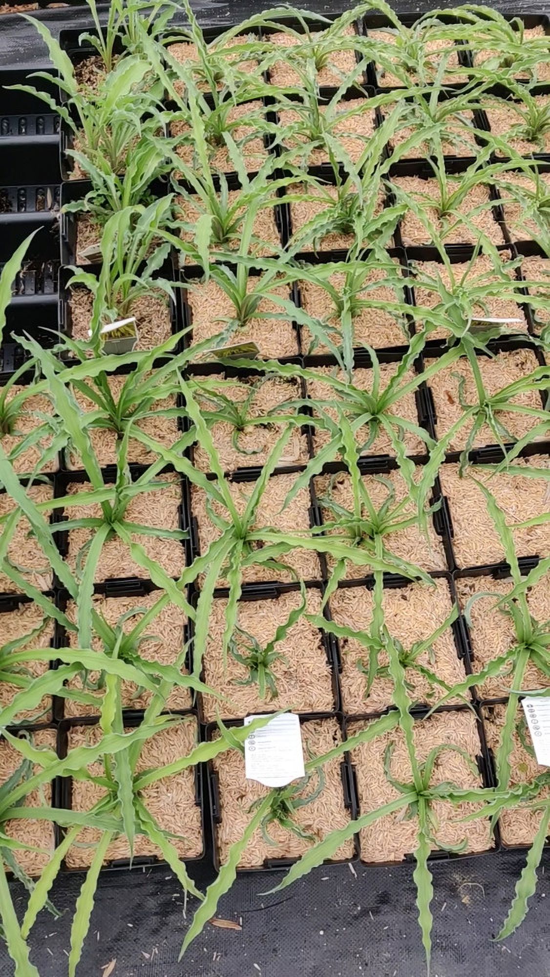 Hosta Curly Fries 5.25" Pot Well Rooted Perennial Shade Strange ...