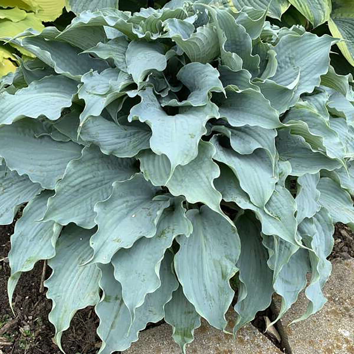 Hosta Dancing with Dragons - Hardy Shade Lover - Gallon Pot - New for ...