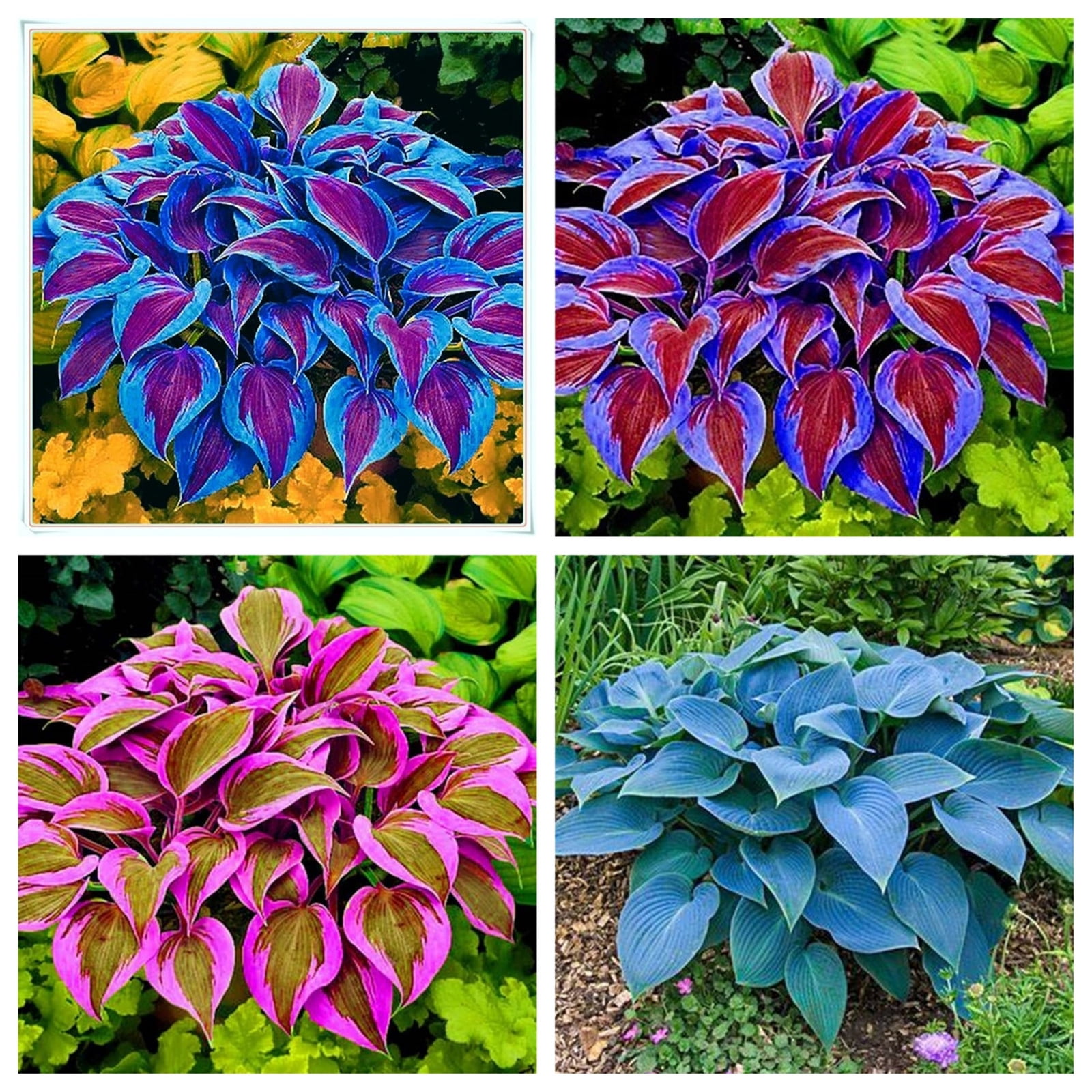 Hosta,Delightful perennial flower surprise decoration,Home Garden ...