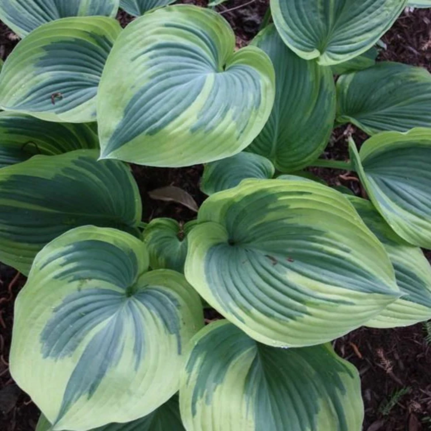 Hosta 'Earth Angel' - Walmart.com