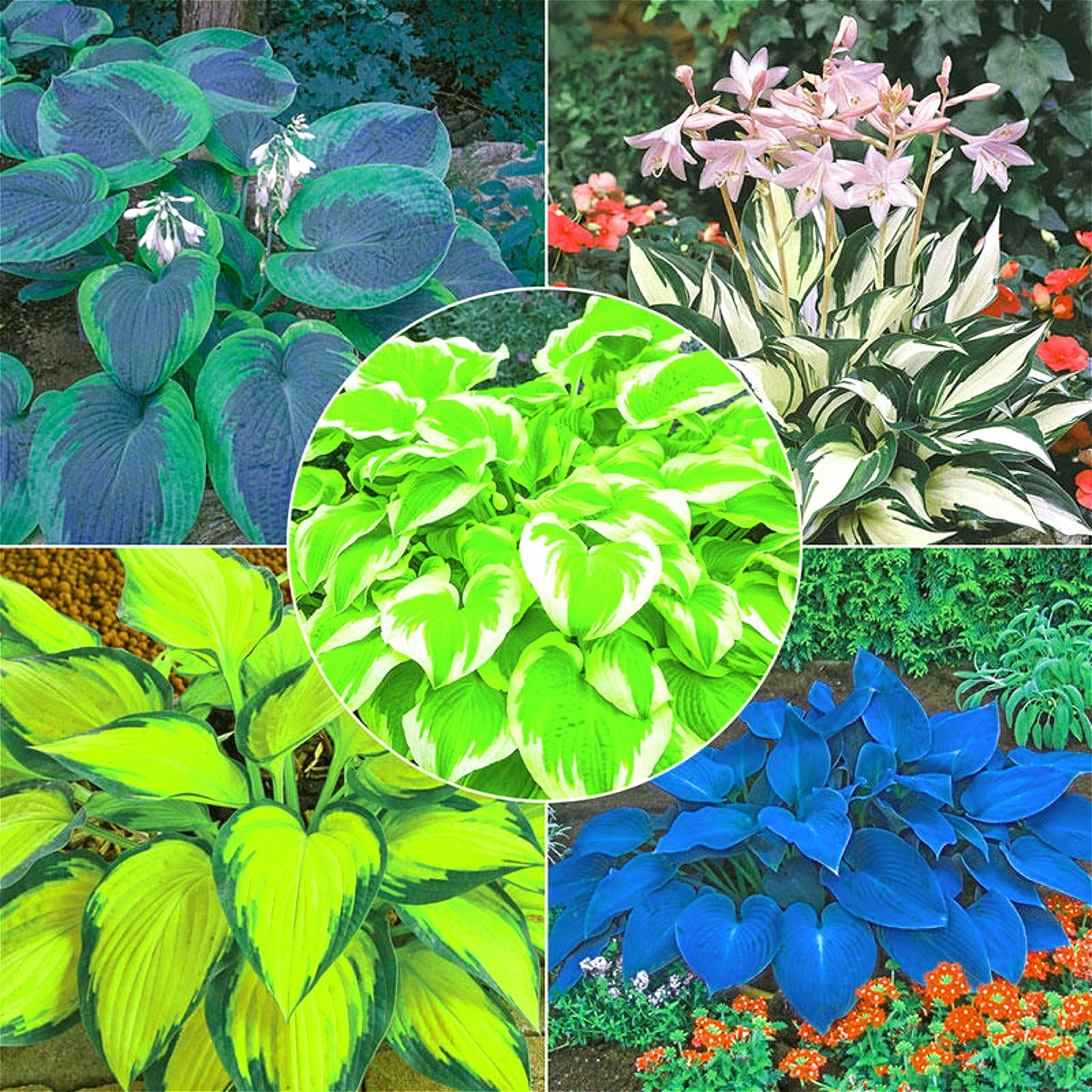 Hosta/Easy Planting Fall or Spring/Ornaments/Blooming/Gardening/Simple ...