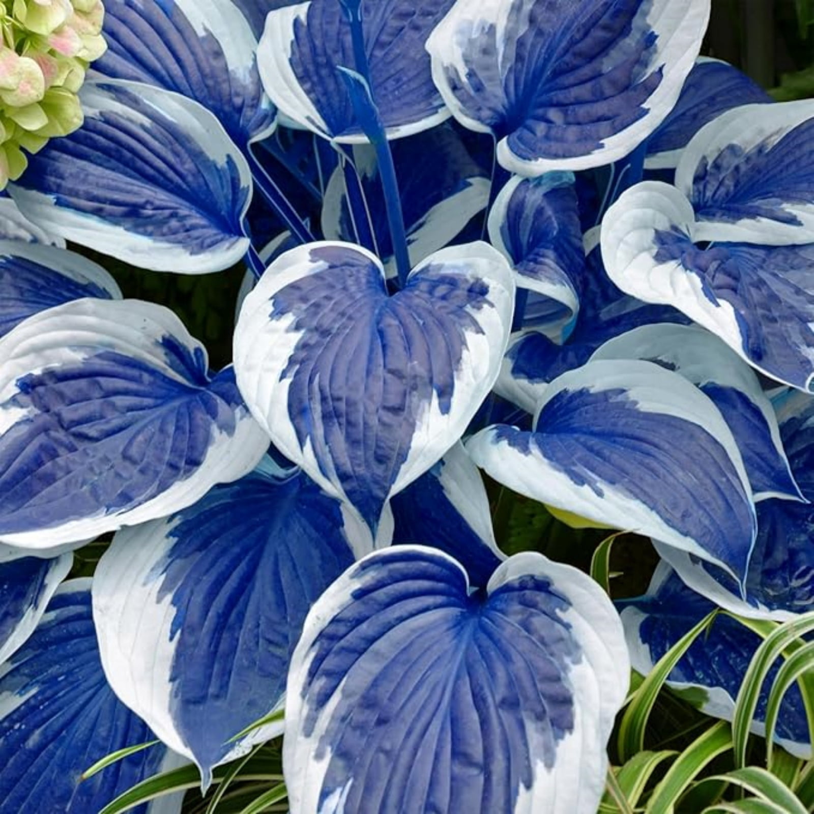 Hosta-Elegant posture-Attracts butterflies-Gardening Bulk Ornament ...