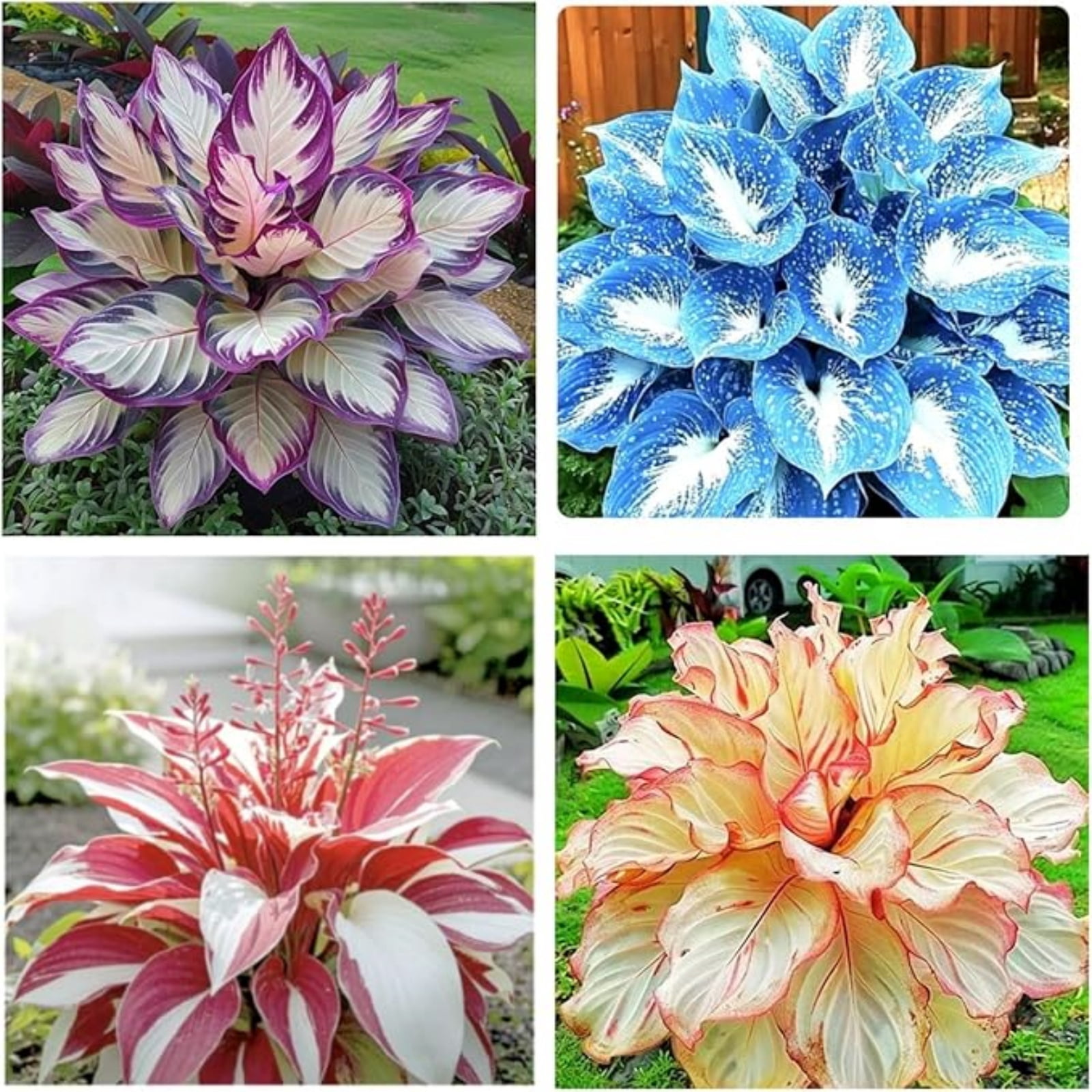 Hosta-Elegant posture-Attracts butterflies-Gardening Bulk Ornament ...