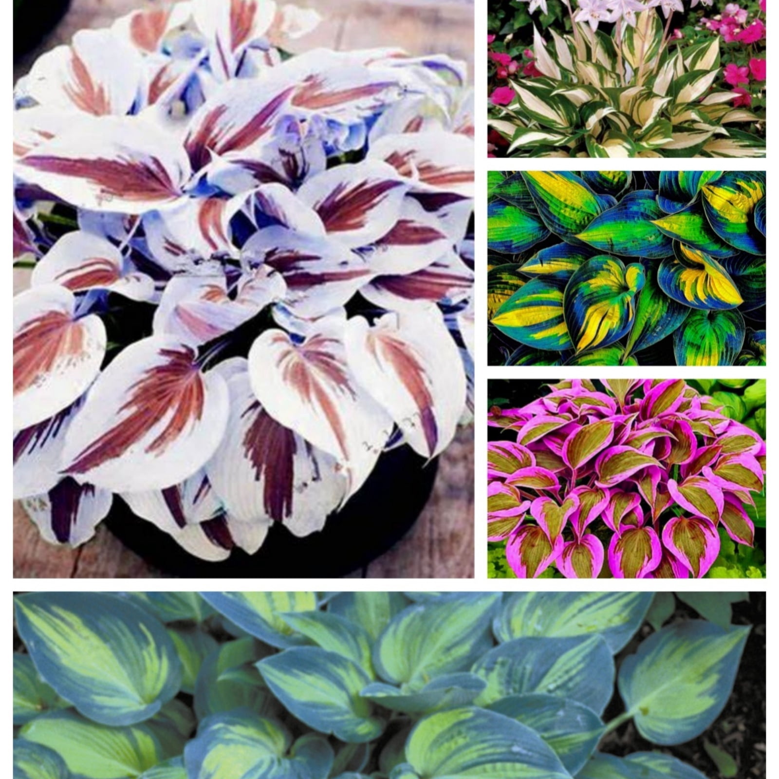 Hosta.Elegant posture.Garden decoration.Attracts butterflies. - Walmart.com