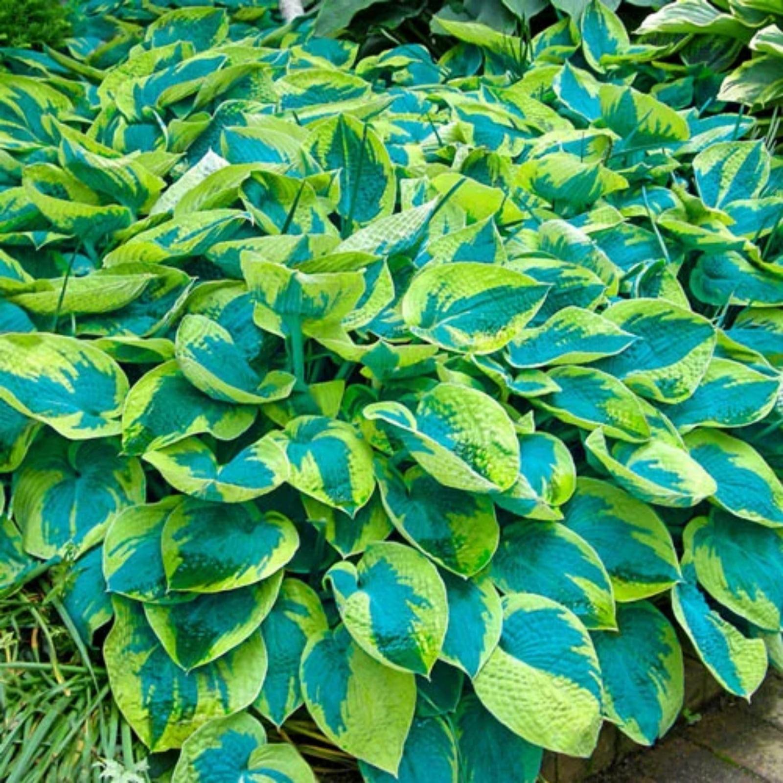 Hosta.Elegant posture.Garden decoration.Attracts butterflies. - Walmart.com