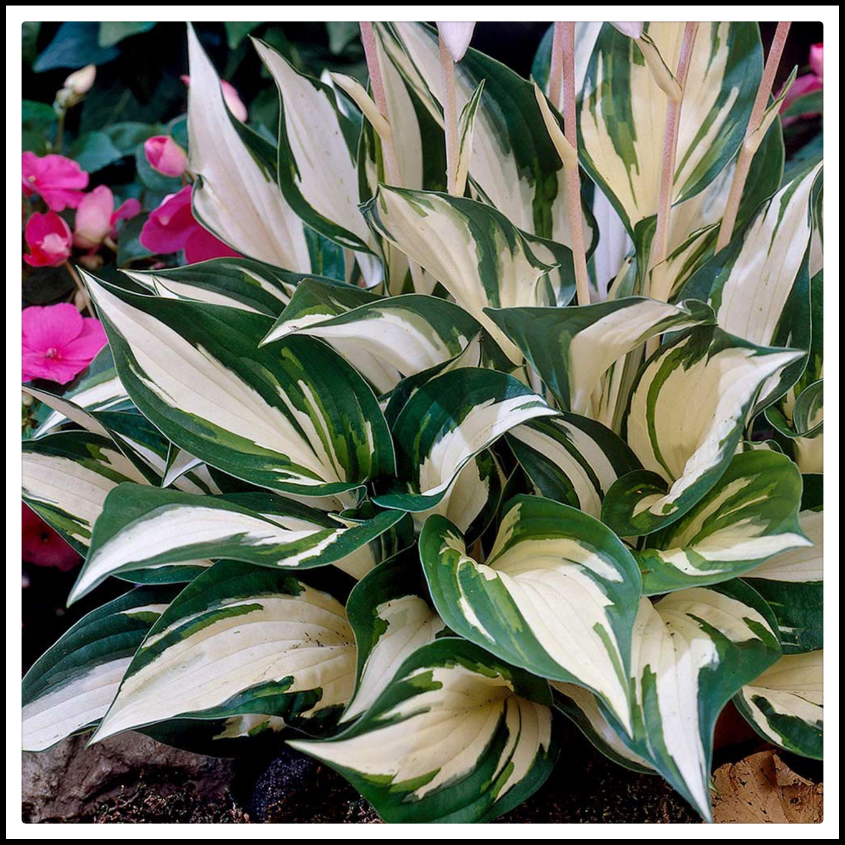Hosta-Elegant posture-Gardening Bulk Ornament-Beautiful-Attracts ...