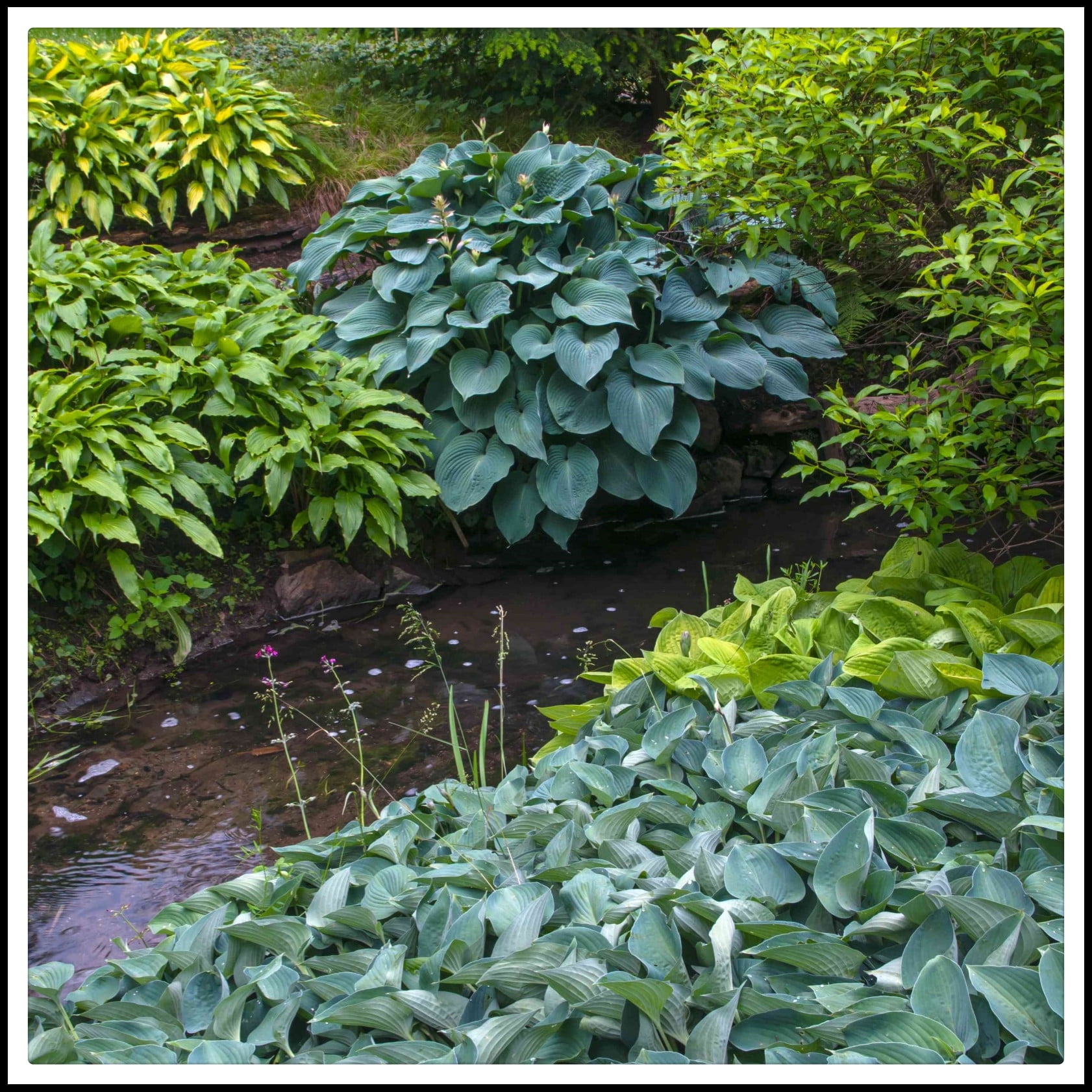 Hosta-Elegant posture-Gardening Bulk Ornament-Beautiful-Attracts ...