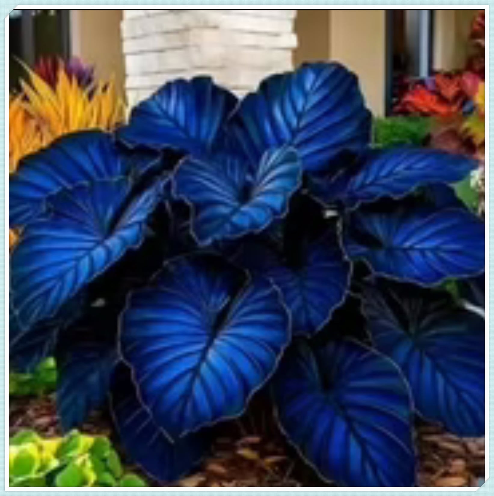 Hosta-Fast growth-Beautiful Garden Decoration-Simple to Grow-Garden ...