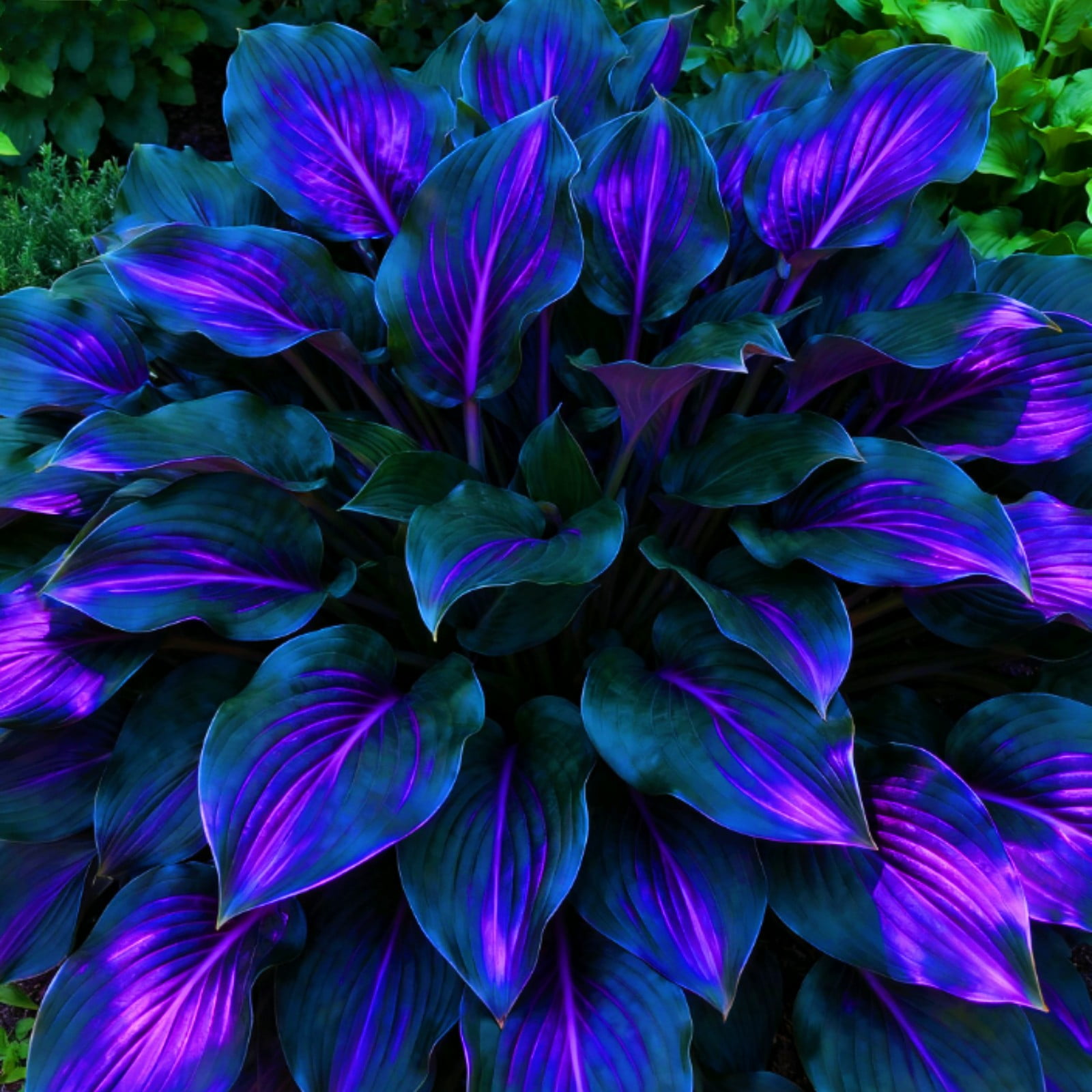 Hosta-Fast growth-Beautiful Garden Decoration-Simple to Grow-Garden ...
