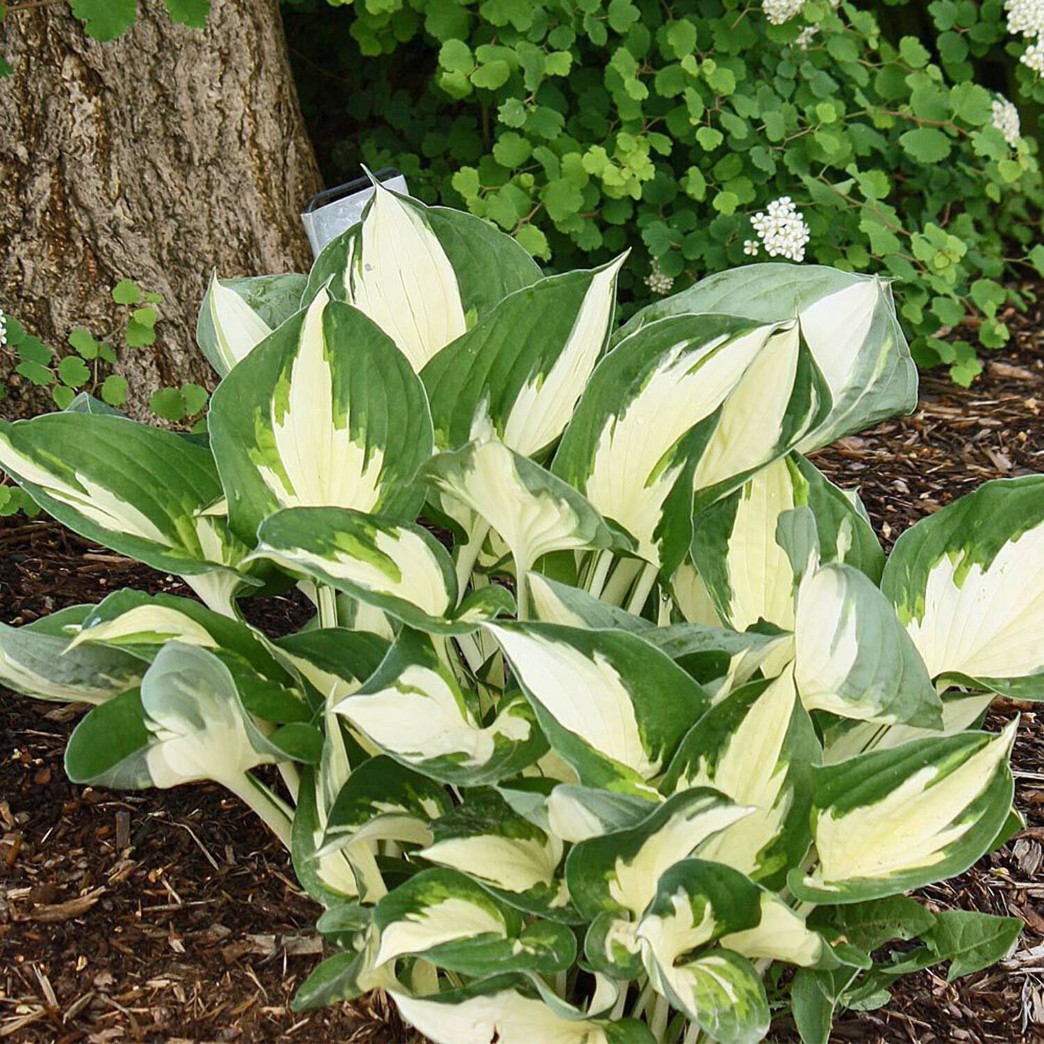 Fire Ice Hosta Live Plants - Walmart.com