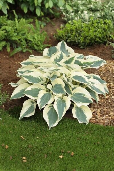 Hosta Firn Line Well Rooted 5.25" Pot Perennial Shade Unique Leaves ...