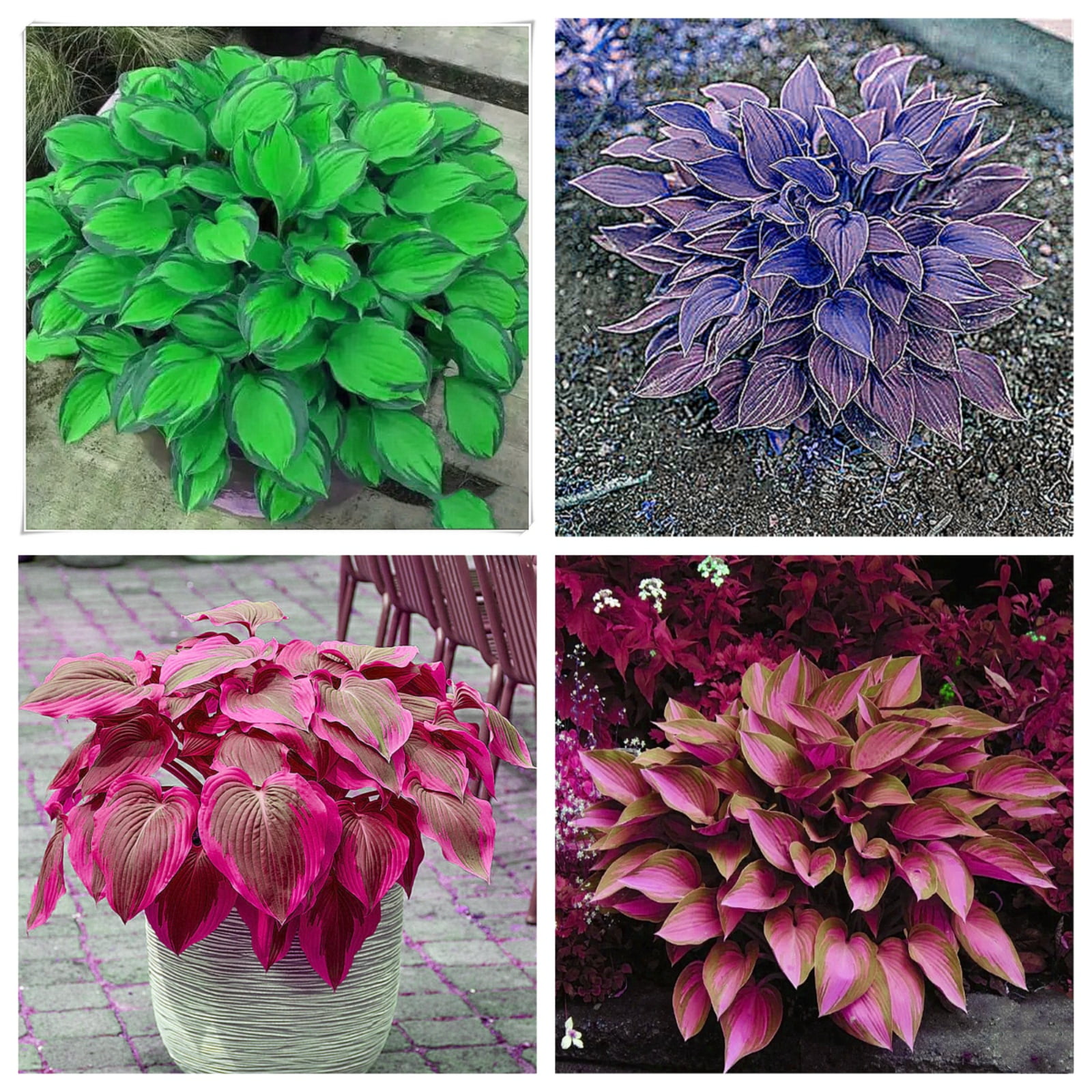Hosta Garden Garden Decoration Outdoor Decoration Professional Planting ...