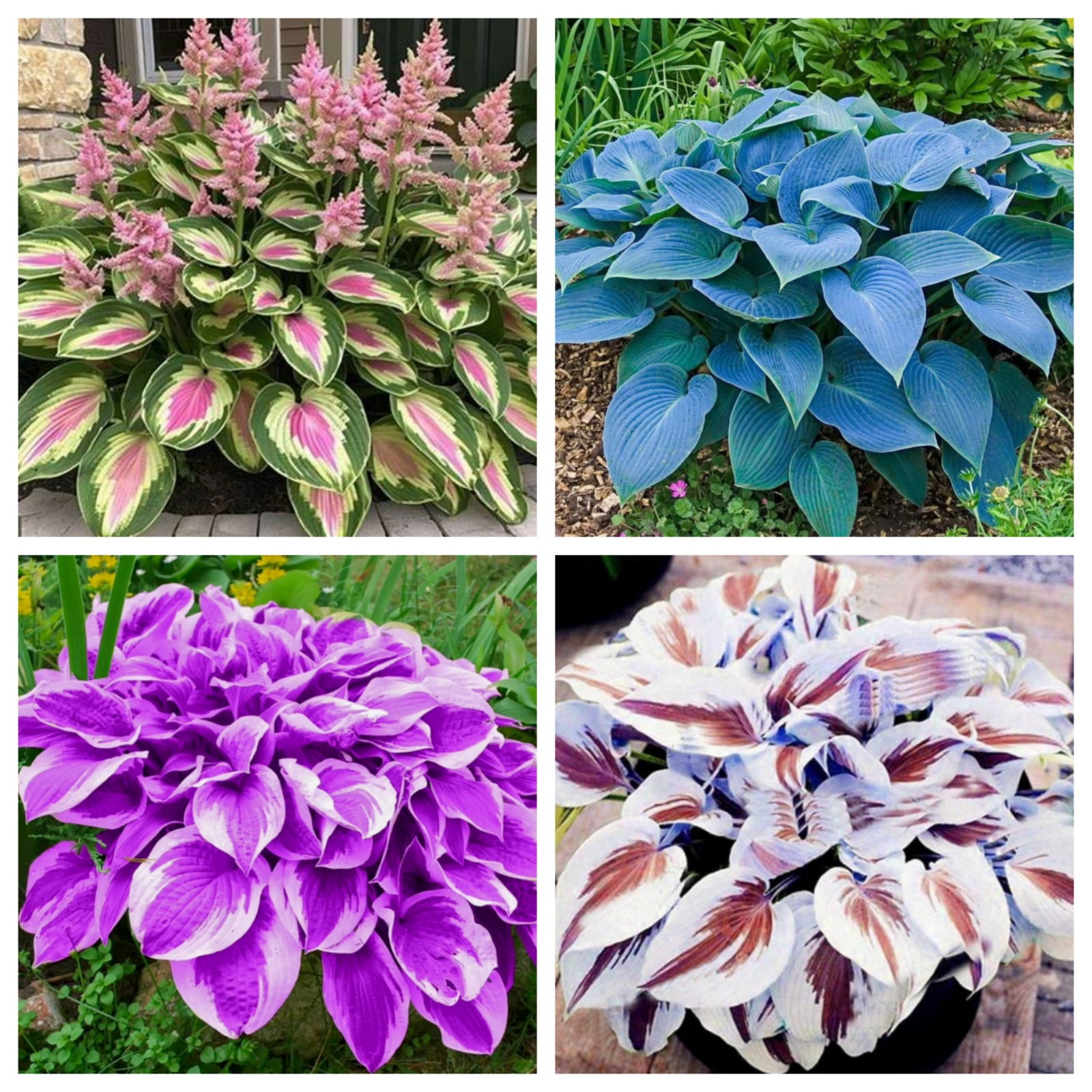 Hosta-Garden decoration，Easy Planting - Walmart.com