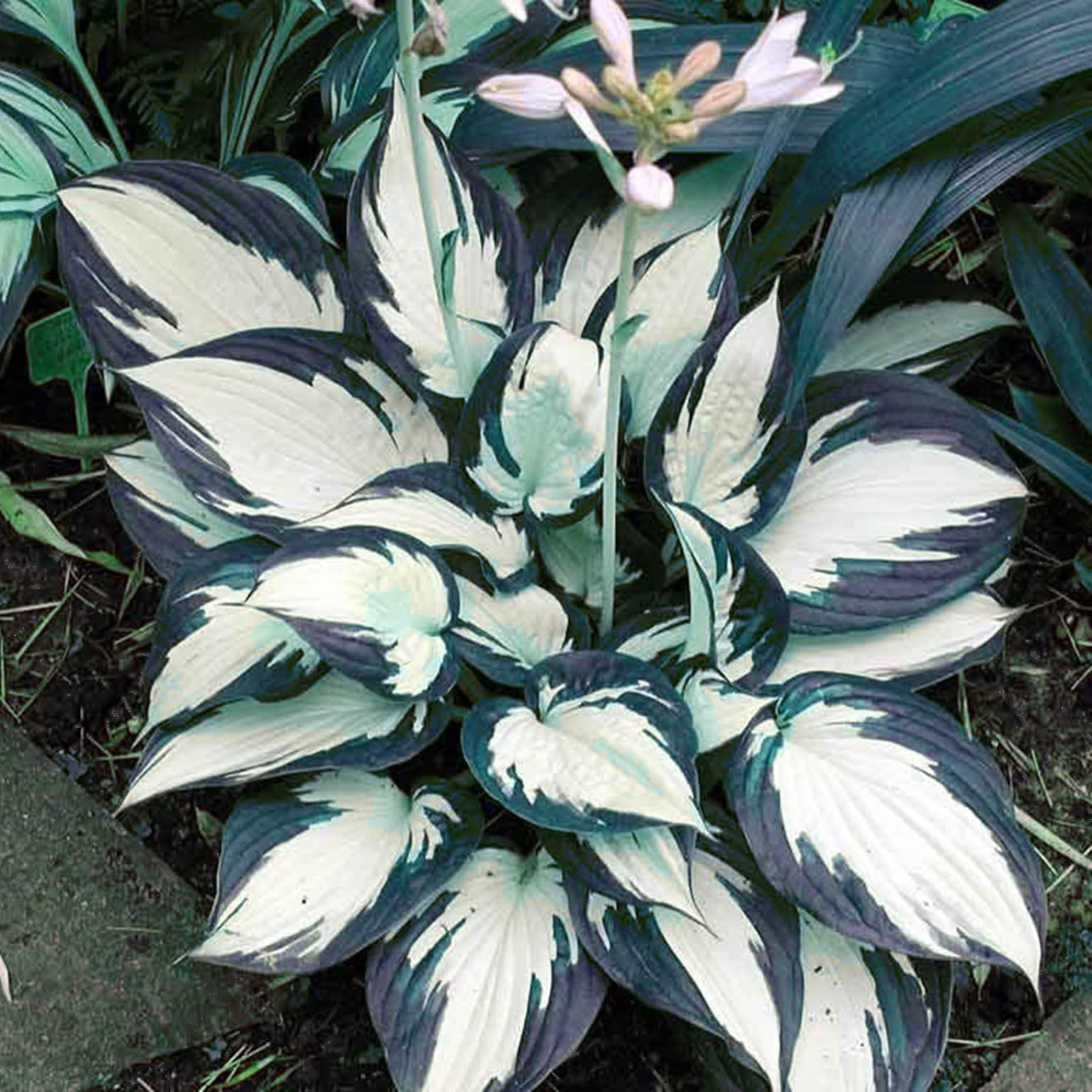 Hosta Gift for Plant Enthusiasts Highly Adaptable Suitable for All ...