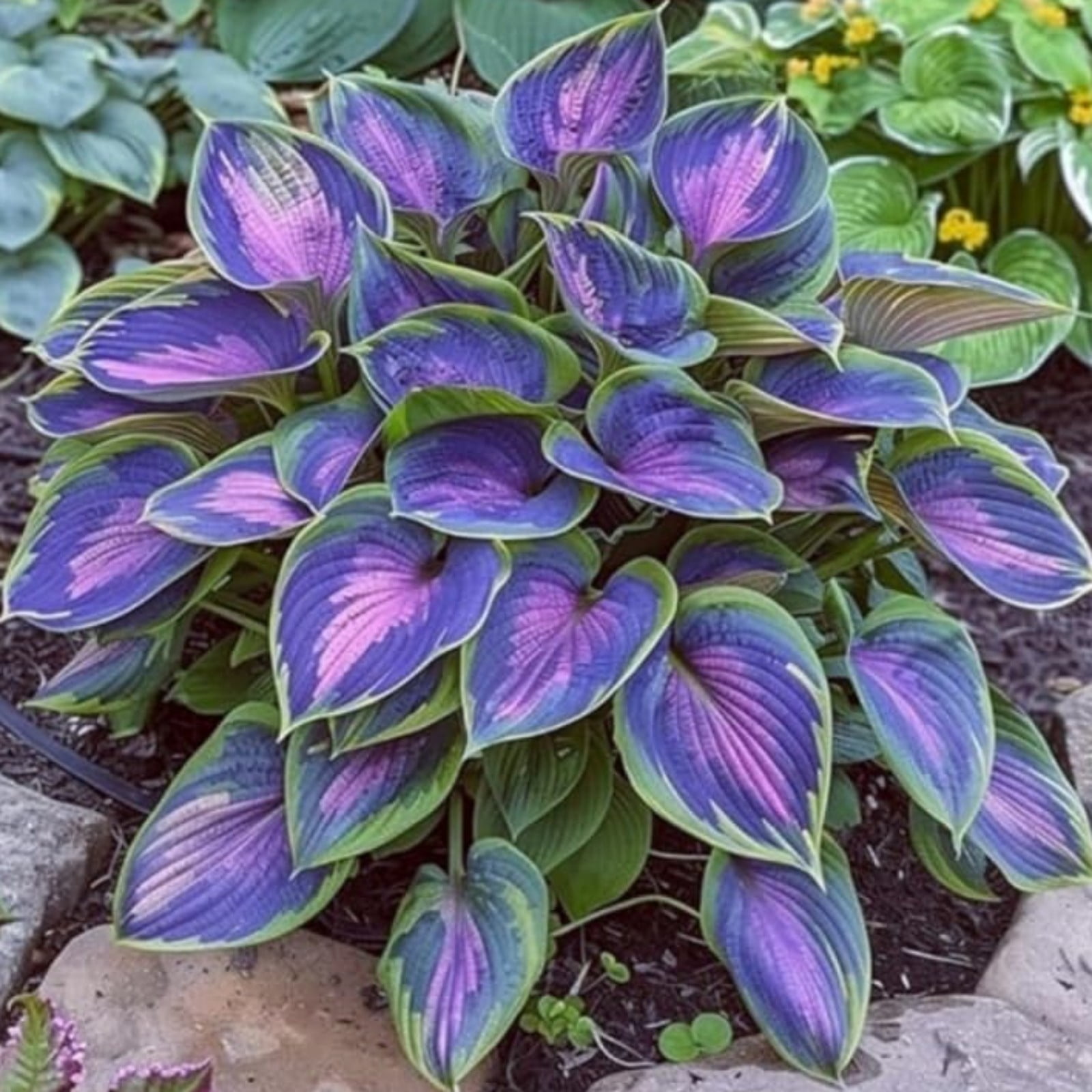 Hosta Gift for Plant Enthusiasts Highly Adaptable Suitable for All ...