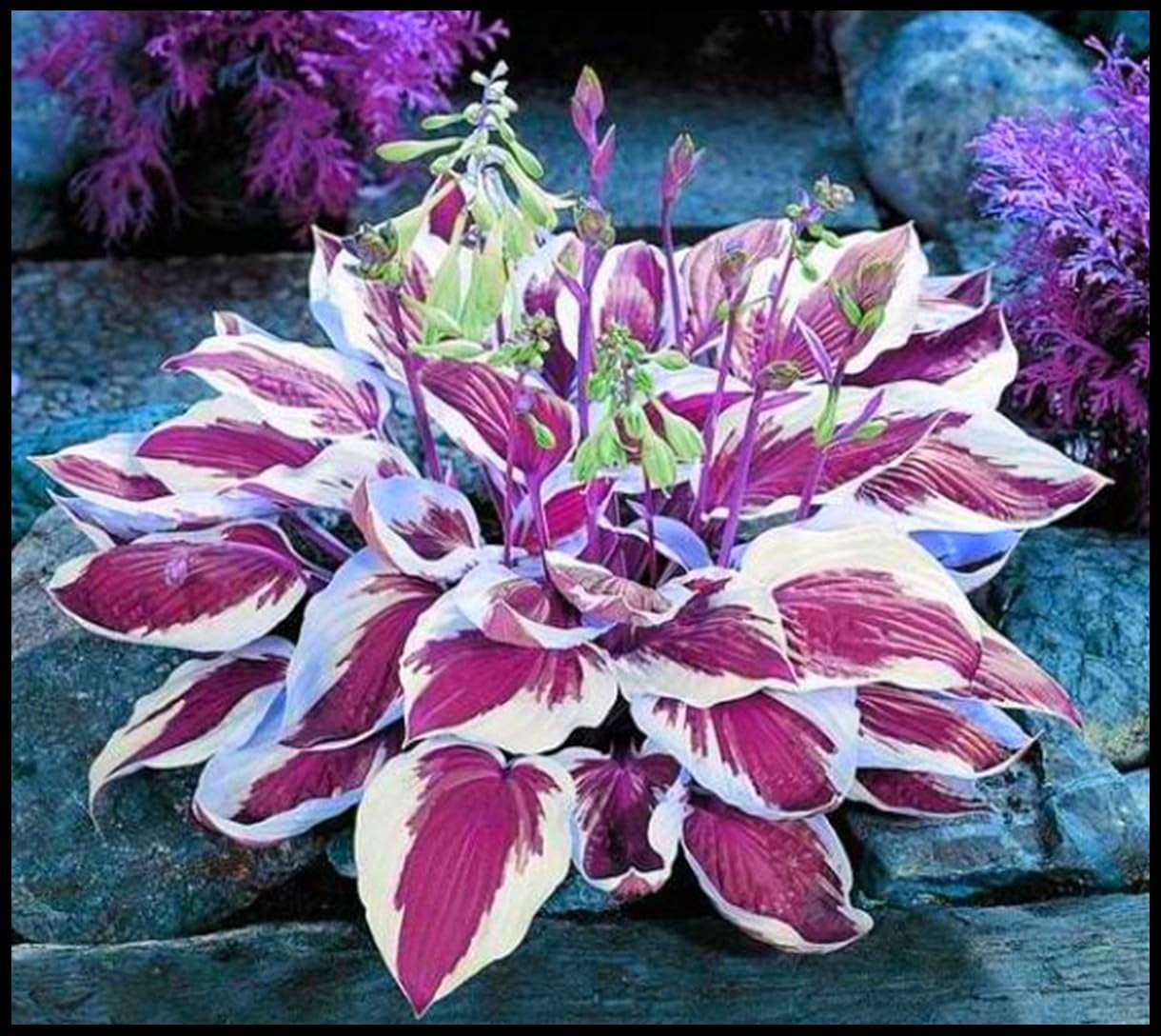 Hosta Gift for Plant Enthusiasts Highly Adaptable Suitable for All ...