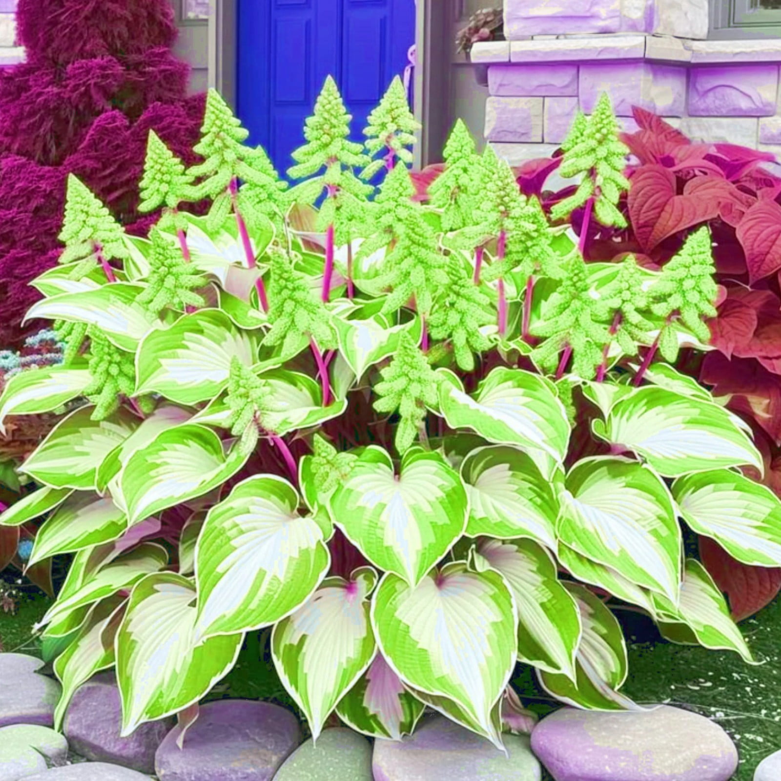 Hosta Gift for Plant Highly Adaptable Suitable for All Seasons Tropical Plants Simple to Grow ...