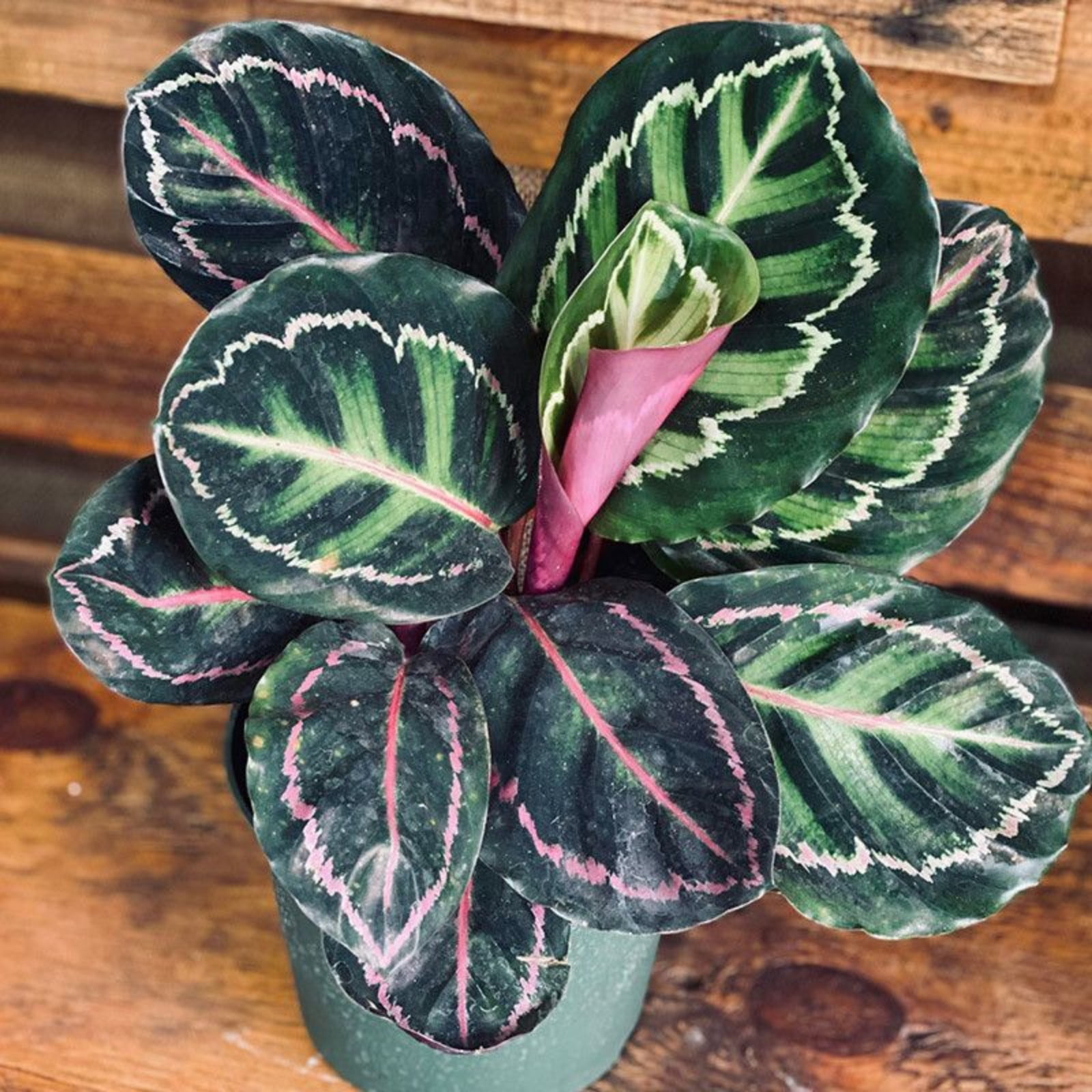 Hosta Gift for Plant Highly Adaptable Suitable for All Seasons Tropical ...