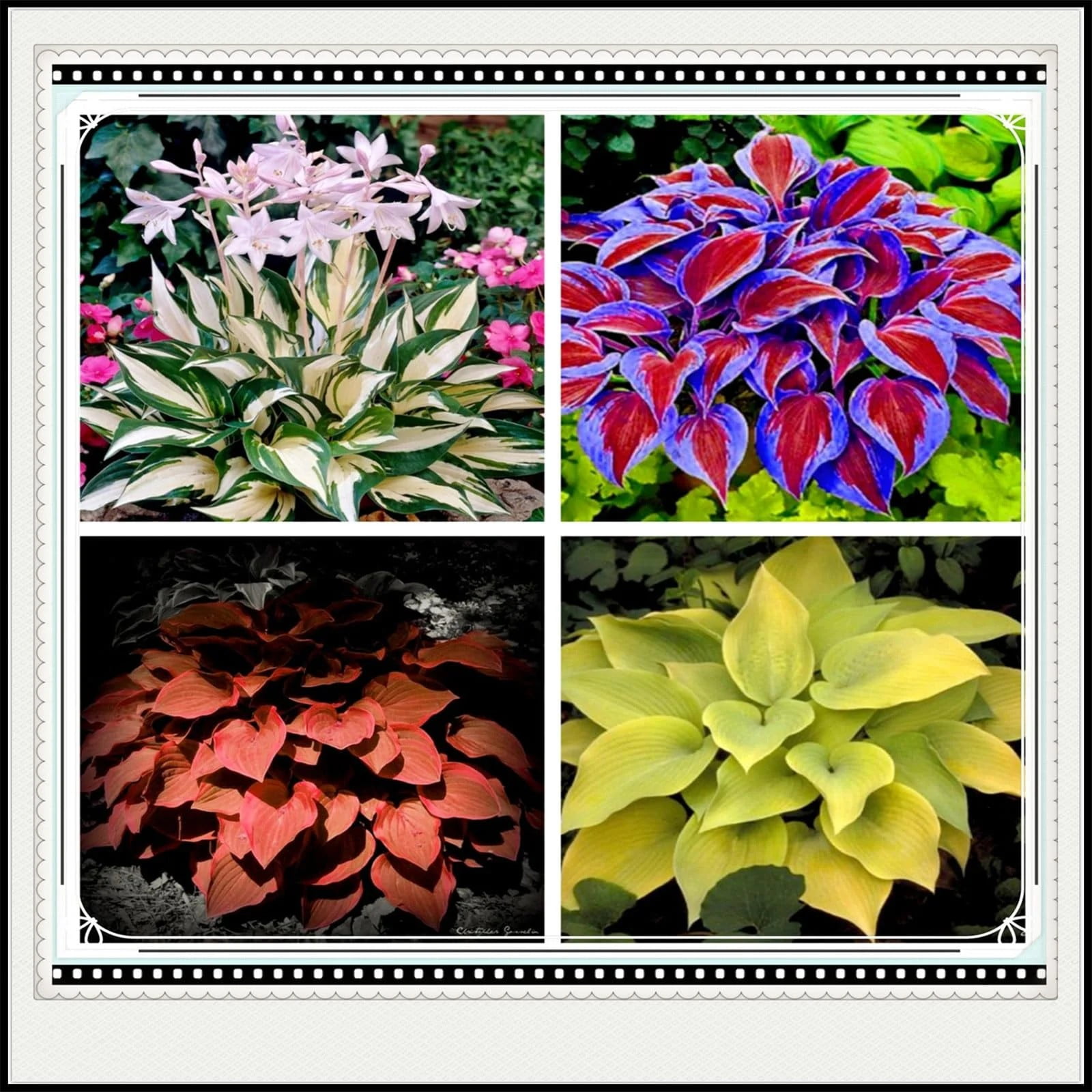 Hosta Gift for Plant Highly Adaptable Suitable for All Seasons Tropical ...